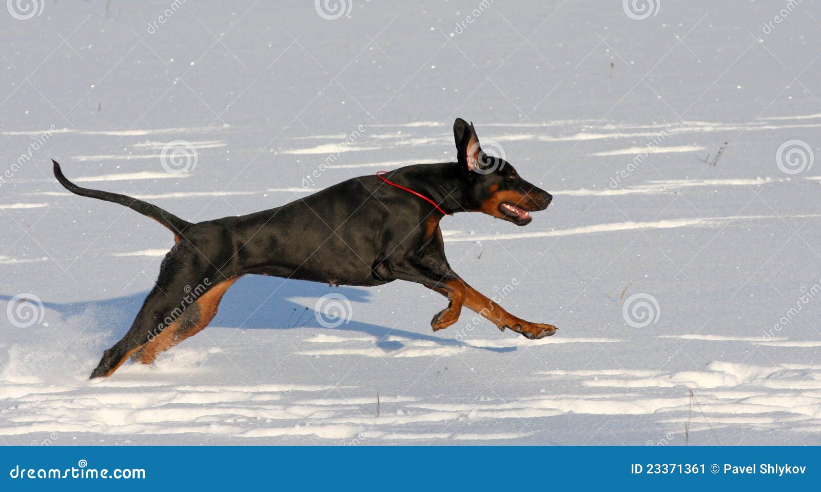 Doberman Running in Deep Snow Stock Image - Image of snowhappiness ...