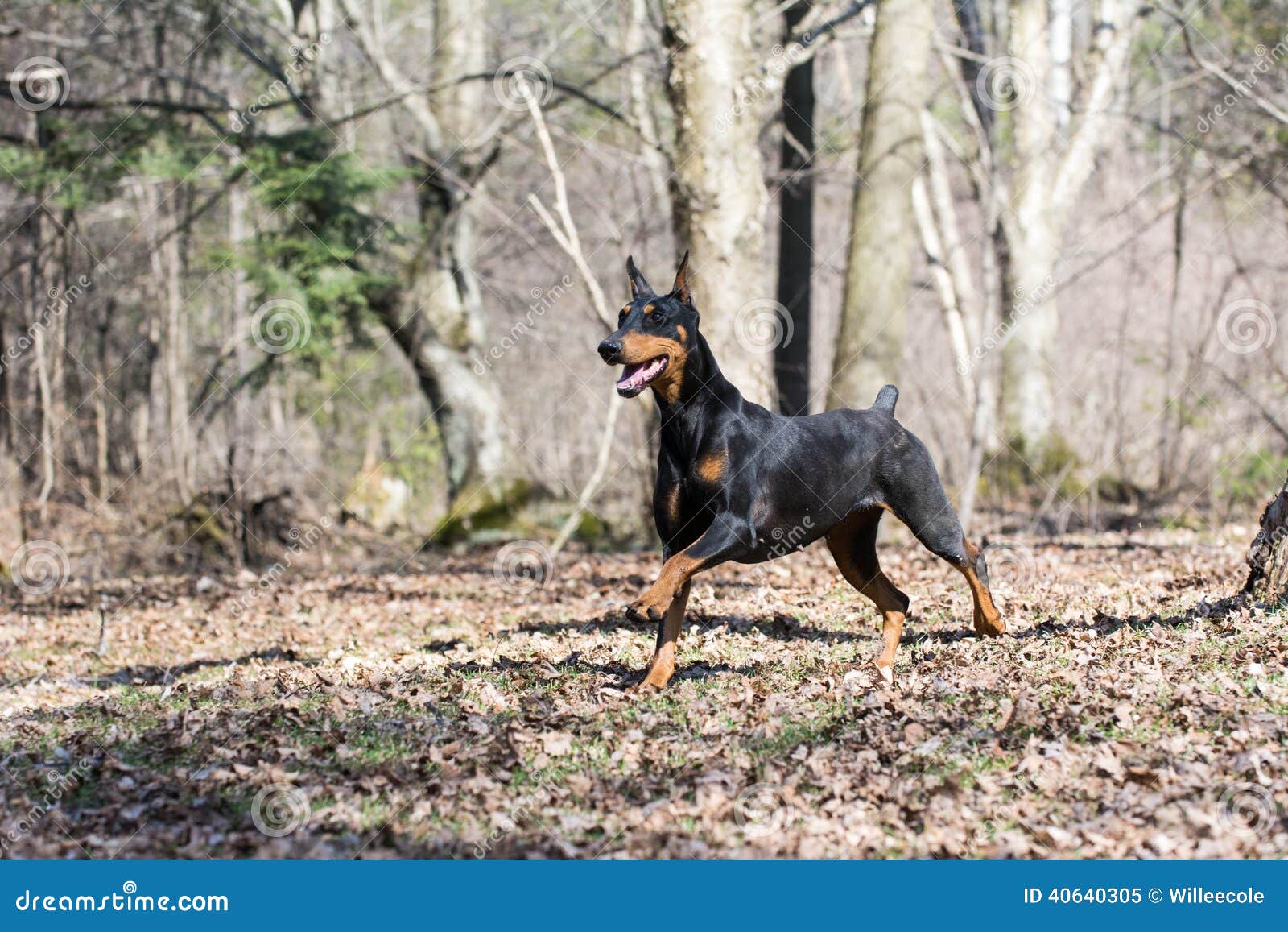 Doberman running stock image. Image of canine, woods - 40640305