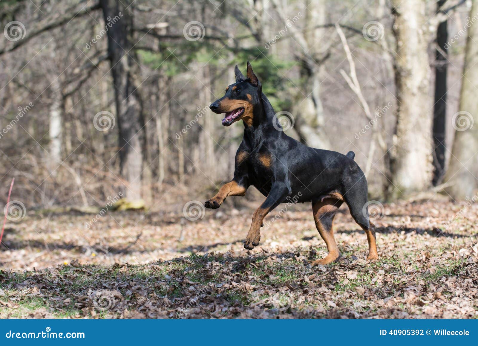 Doberman running stock photo. Image of canine, woods - 40905392