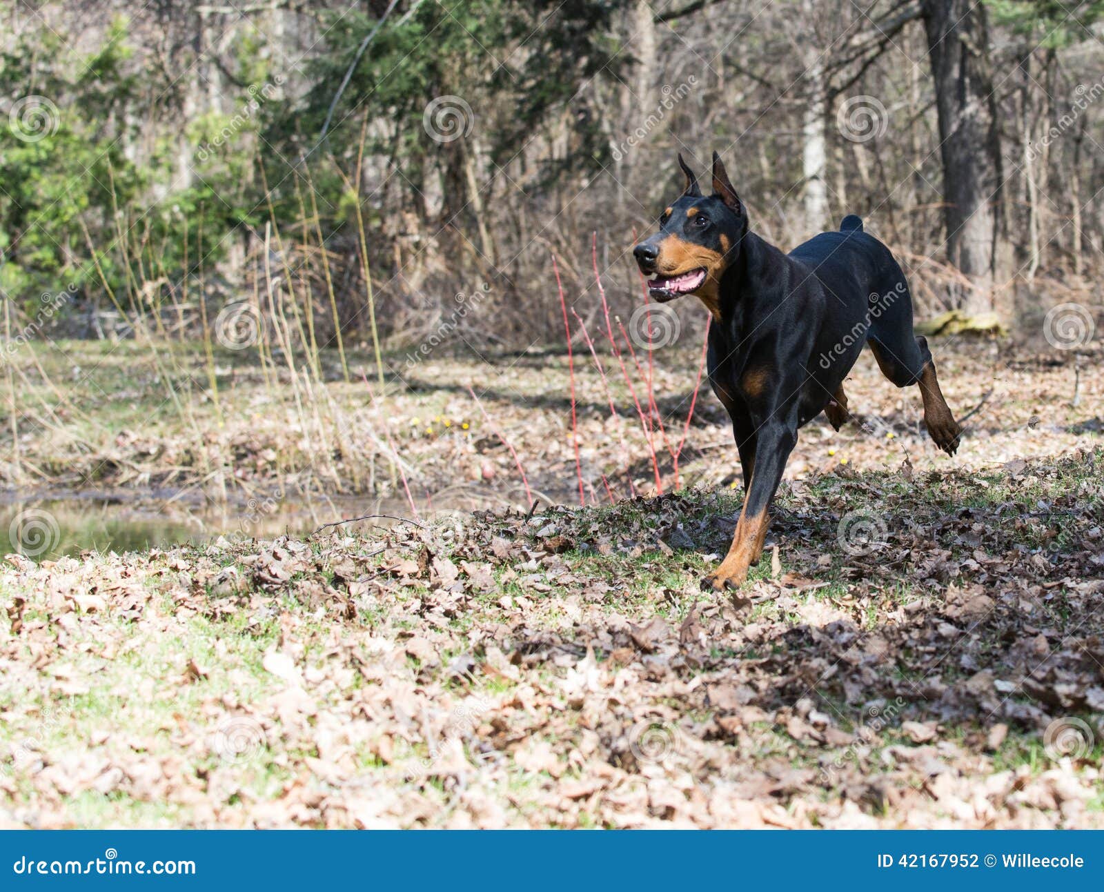 Doberman running stock photo. Image of outside, running - 42167952