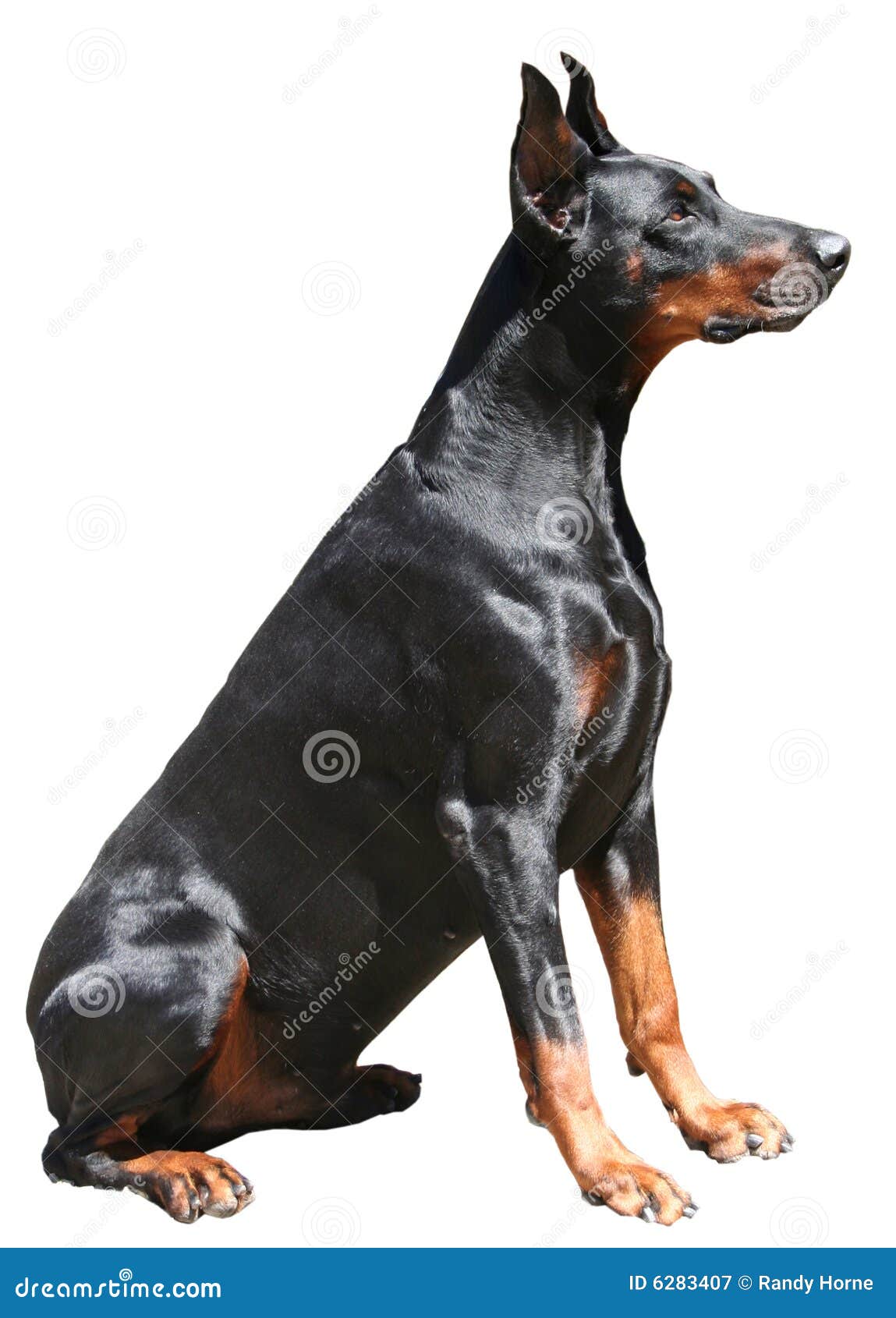 Doberman Sitting stock image. Image of paws, nose, ears - 6283407