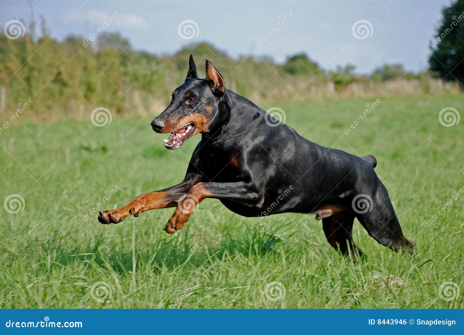 Dobermann Royalty Free Stock Image - Image: 8443946