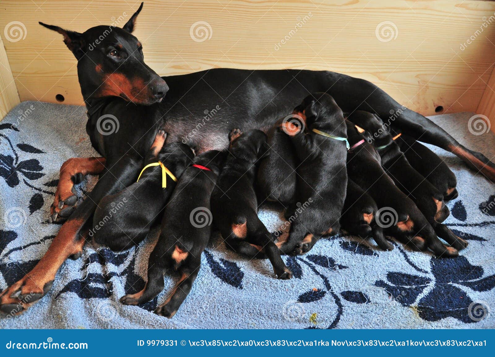 Dobermann De Chienne Ses Chiots De Soins Image stock - Image du ...