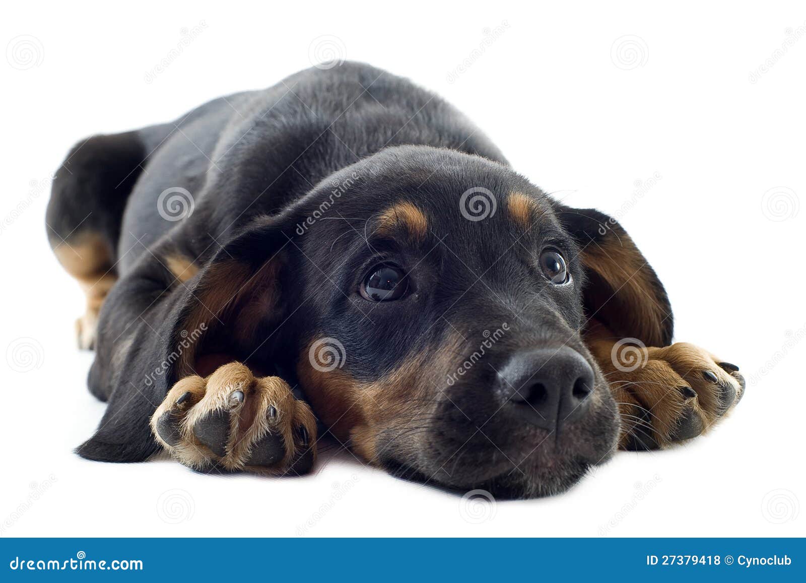 Dobermann de chiot photo stock. Image du pedigree, purebred - 27379418