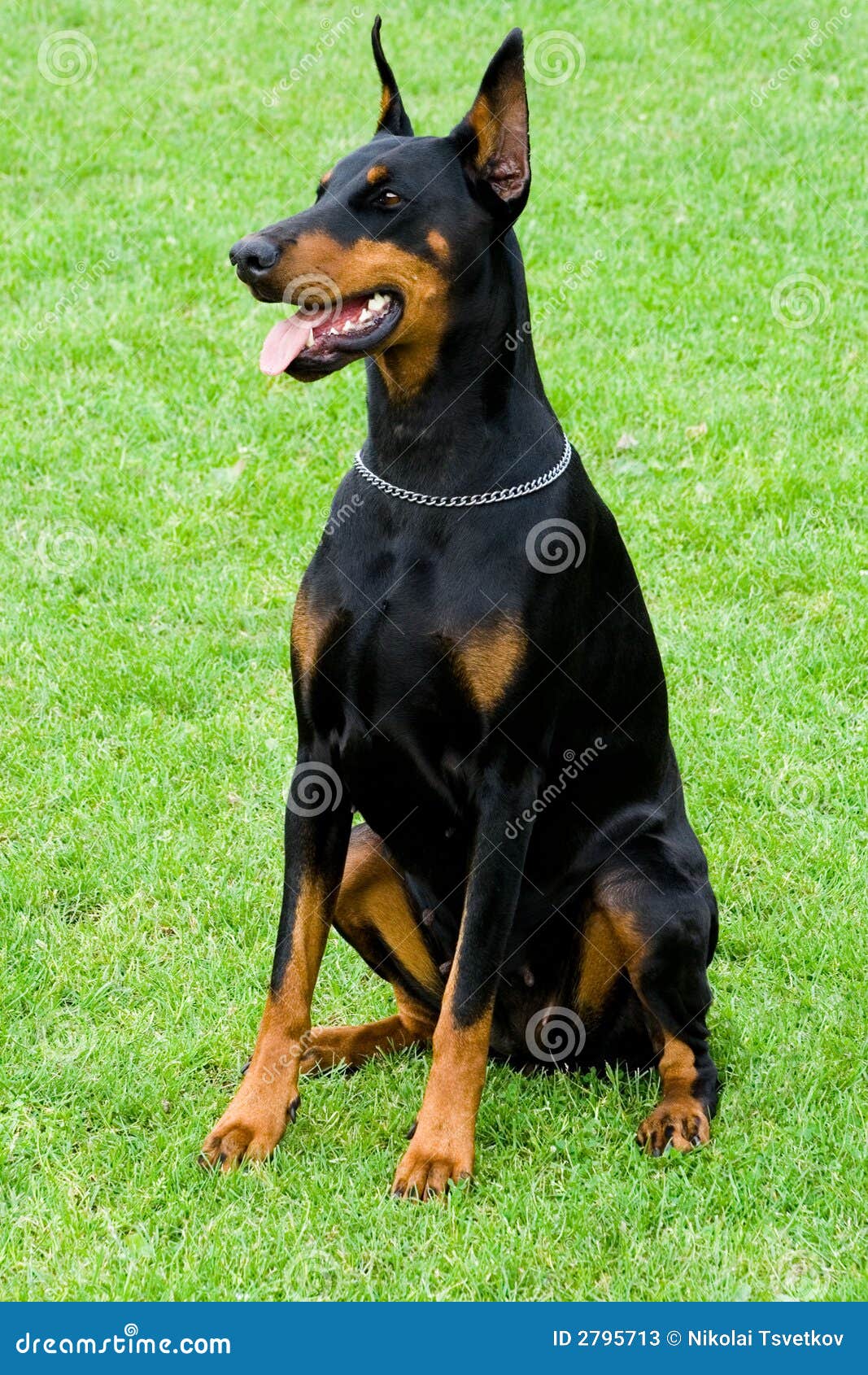 Dobermann, Der Auf Dem Gras Sitzt Stockbild - Bild von relax, gras: 2795713