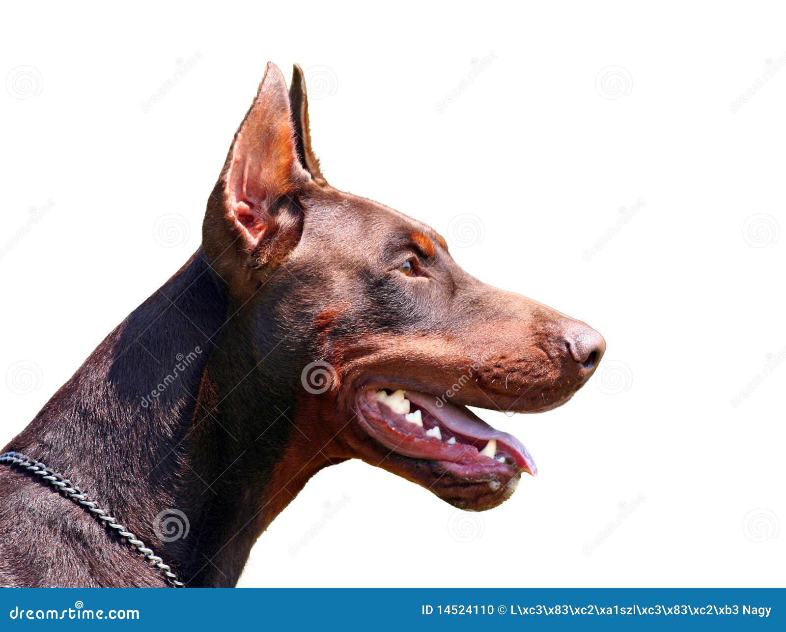 Dobermann Portrait stockfoto. Bild von schnitt, gesicht - 14524110