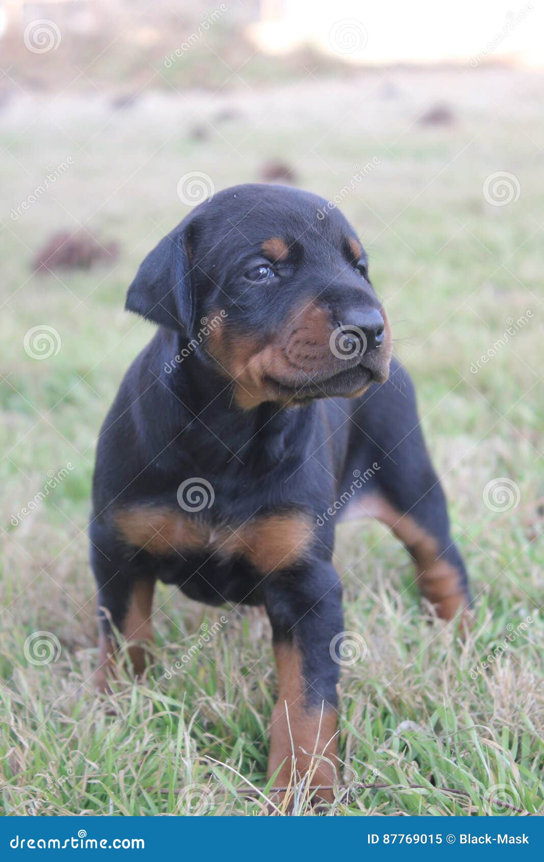 Dobermanvalp 2 fotografering för bildbyråer. Bild av hund - 87769015