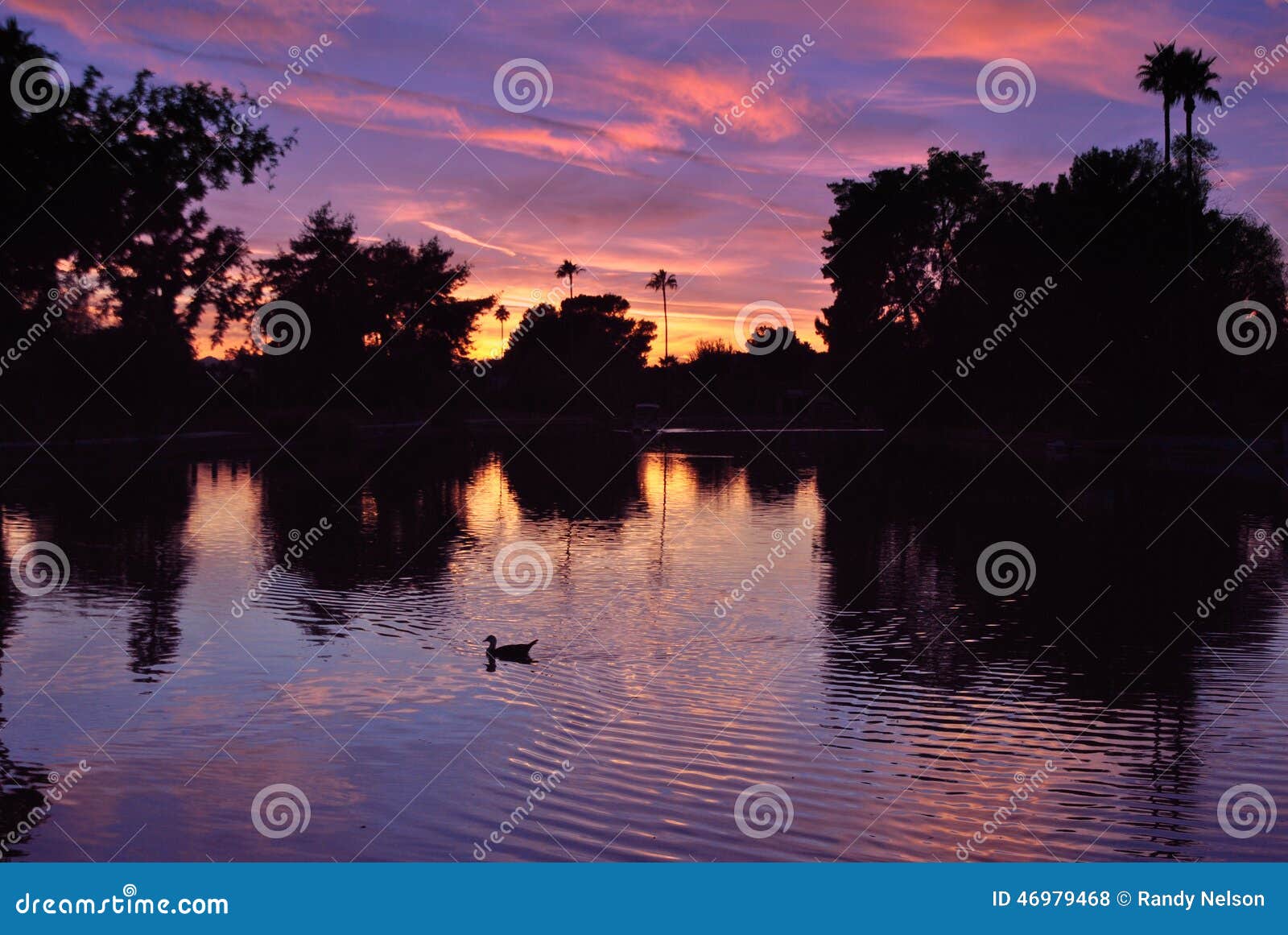 Dobson Ranch Sunset Photo Palm Trees Reflection Stock Photo - Image of ...
