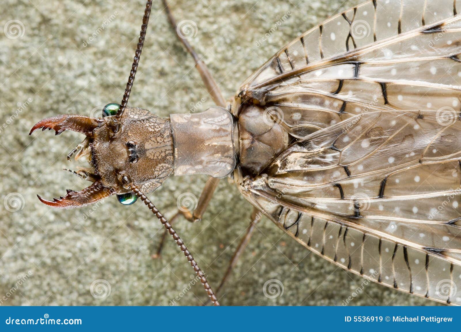 Dobsonfly stock image. Image of closeup, macro, insect - 5536919
