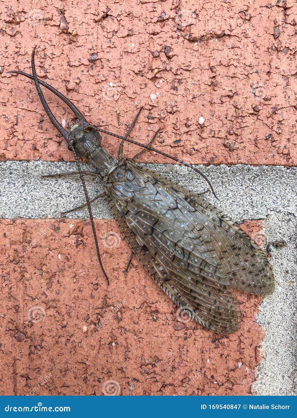Dobsonfly Corydalus Cornutus, Very Large Scary Bug Insect On Brick Wall ...