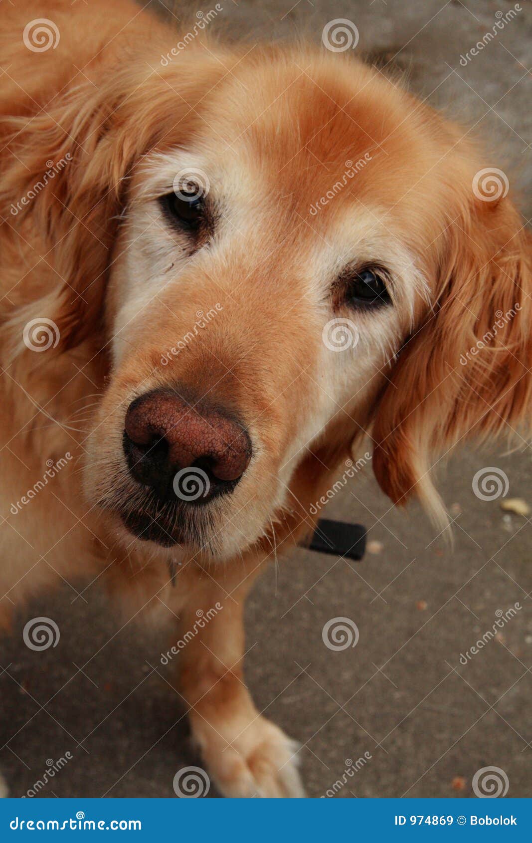 Doby stock image. Image of portrait, brown, golden, doby - 974869