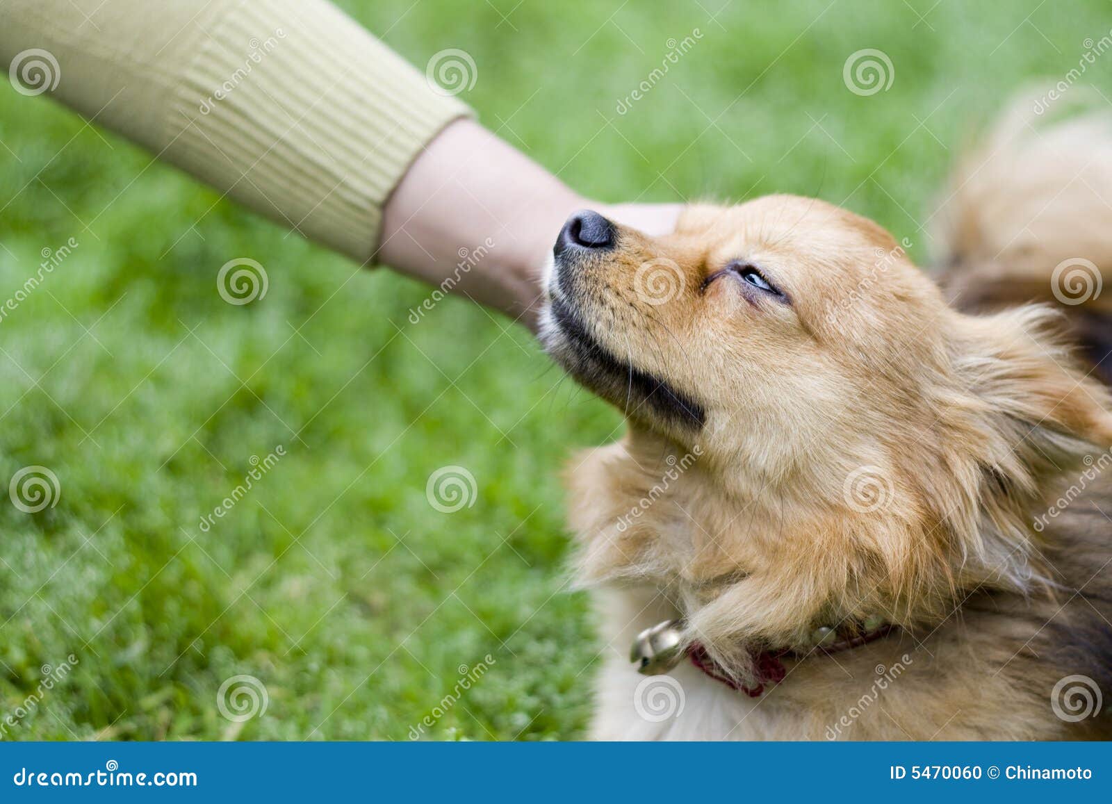 A Docile Dog Picture. Image: 5470060