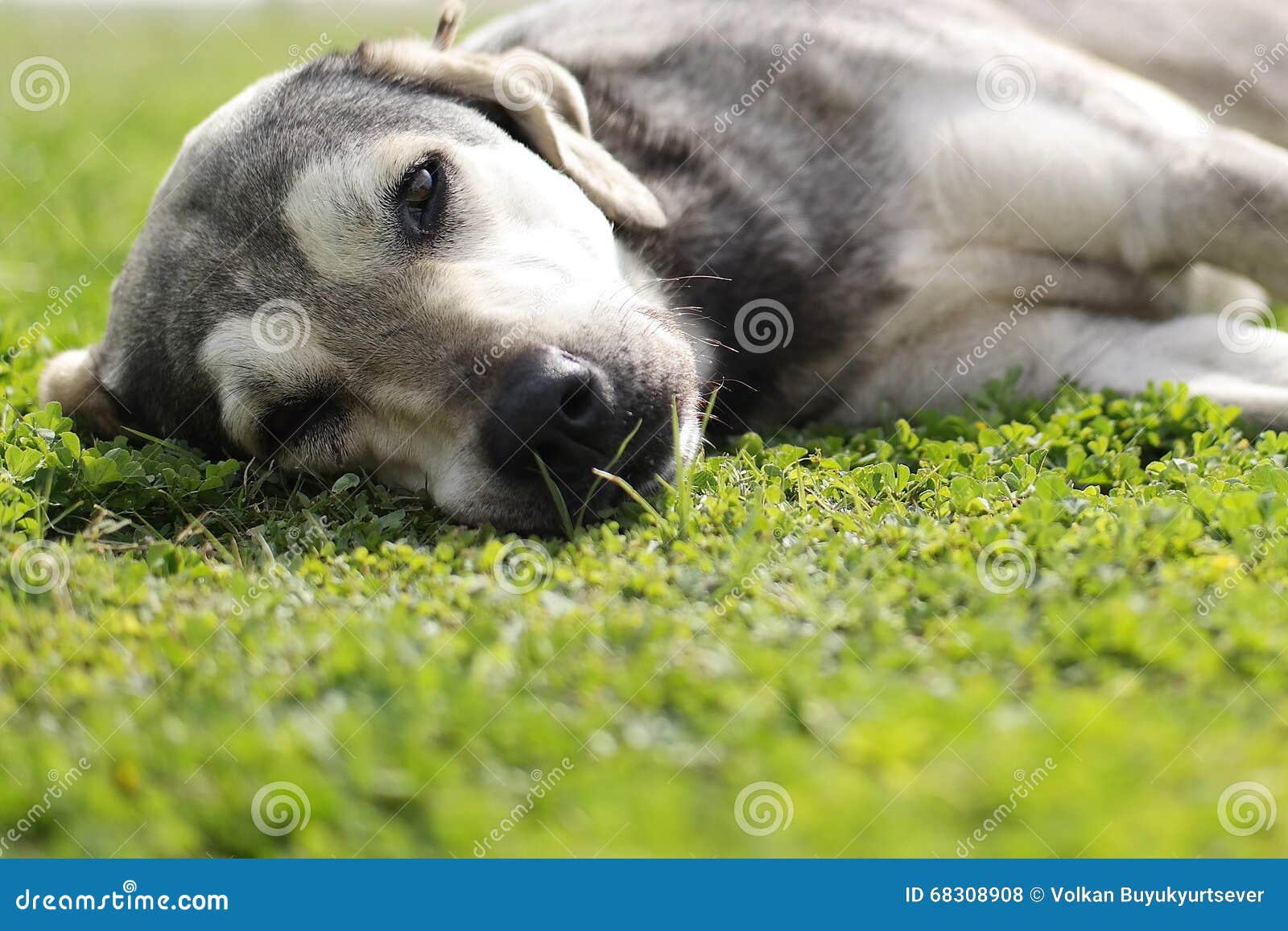 Docile Dog, Docile Dog and Natural Background Stock Photo - Image of ...