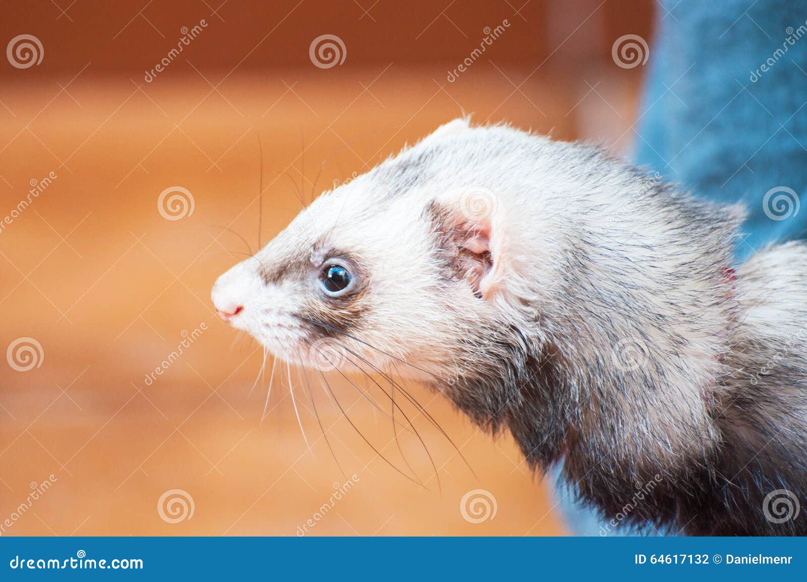 Docile ferret as a pet stock photo. Image of funny, carnivore - 64617132
