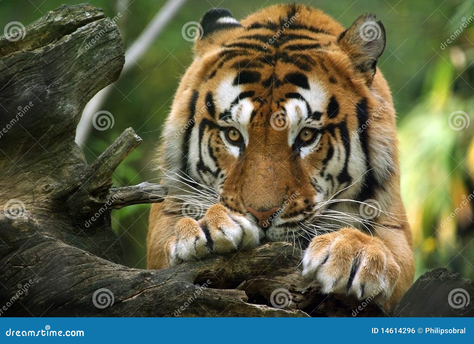 Docile Tiger stock photo. Image of wildlife, claws, paws - 14614296