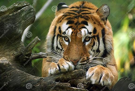 Docile Tiger stock photo. Image of wildlife, claws, paws - 14614296