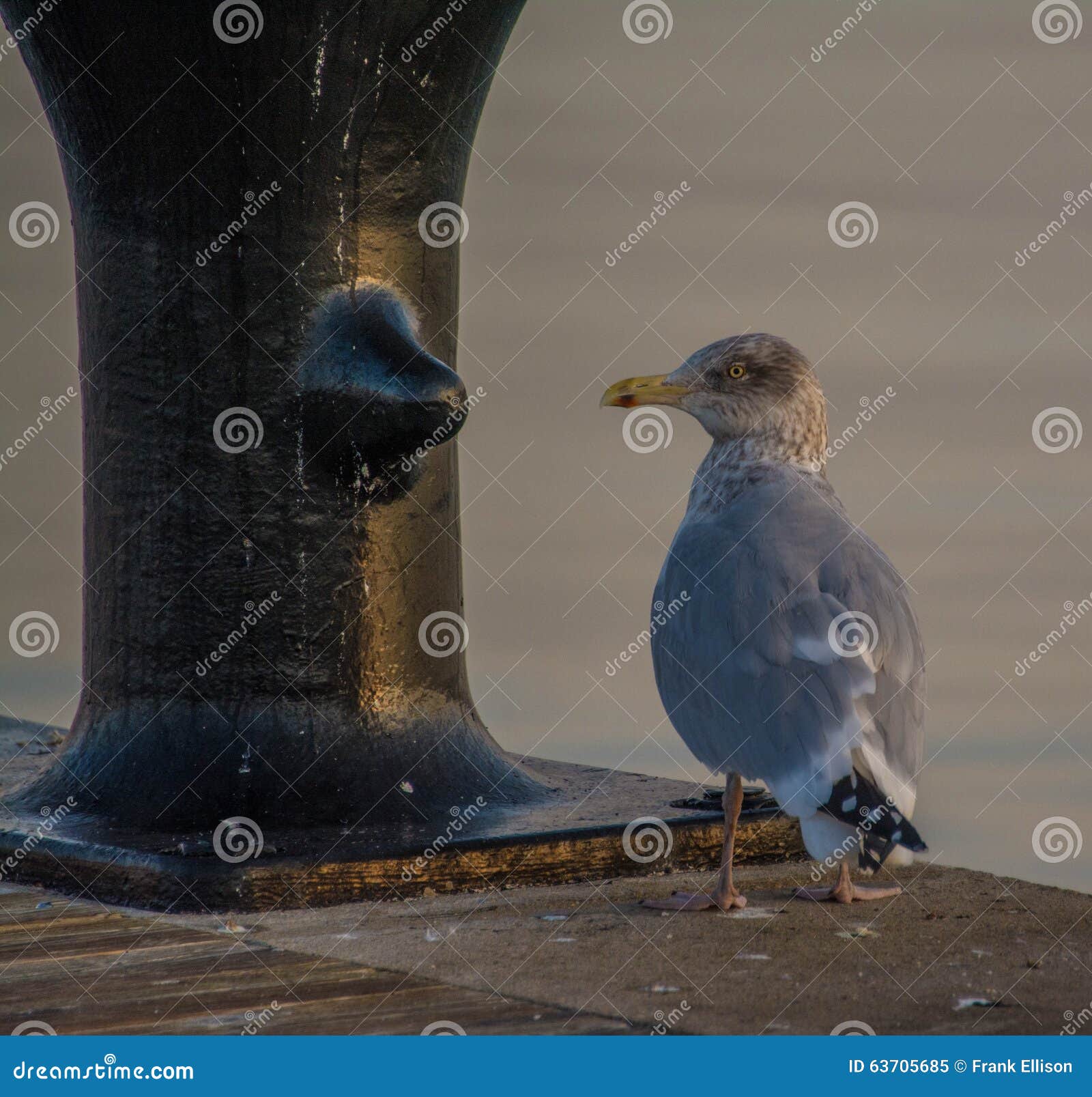Dock bird stock image. Image of wildlife, seagull, birds - 63705685