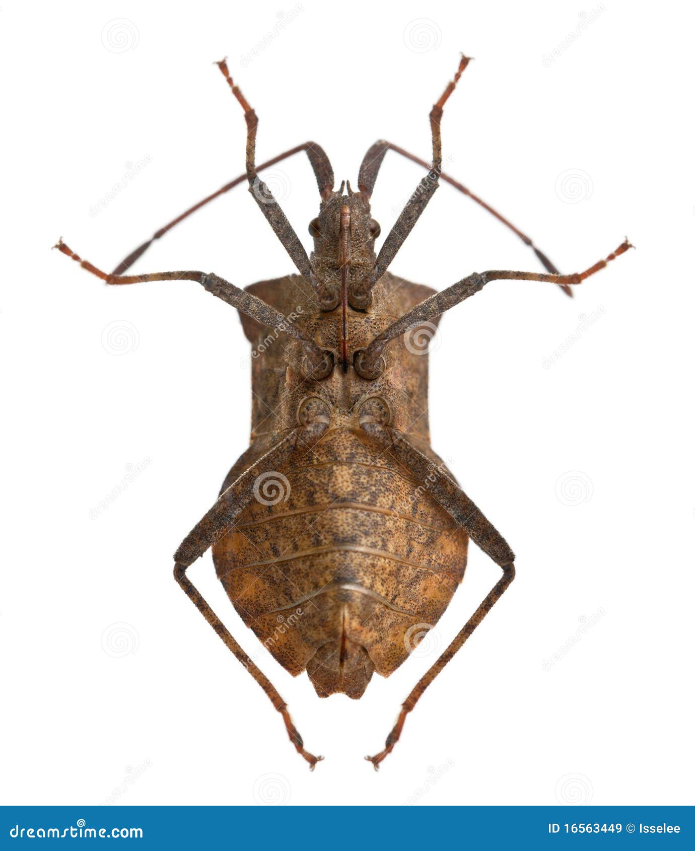 Coreus Marginatus, Dock Bug. Coreus Marginatus Is A Herbivorous Species ...