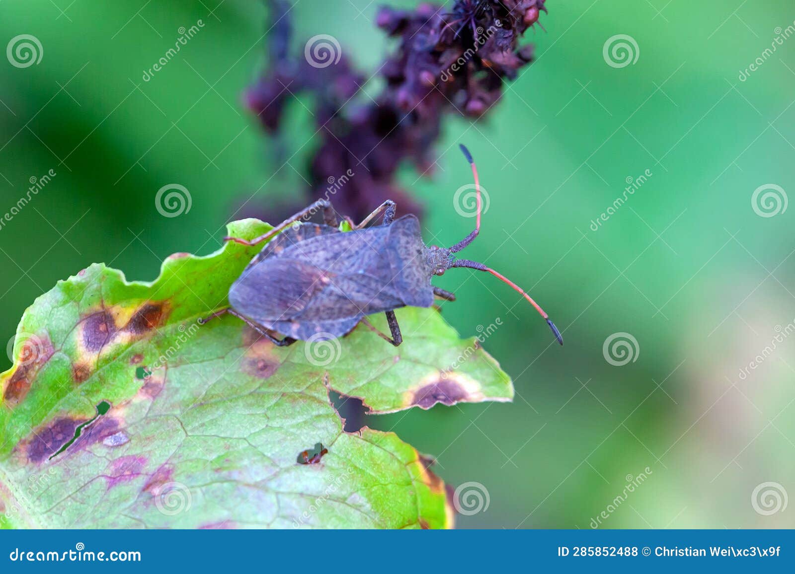 Dock Bug, Coreus Marginatus Stock Photo - Image of wildlife, macro: 285852488