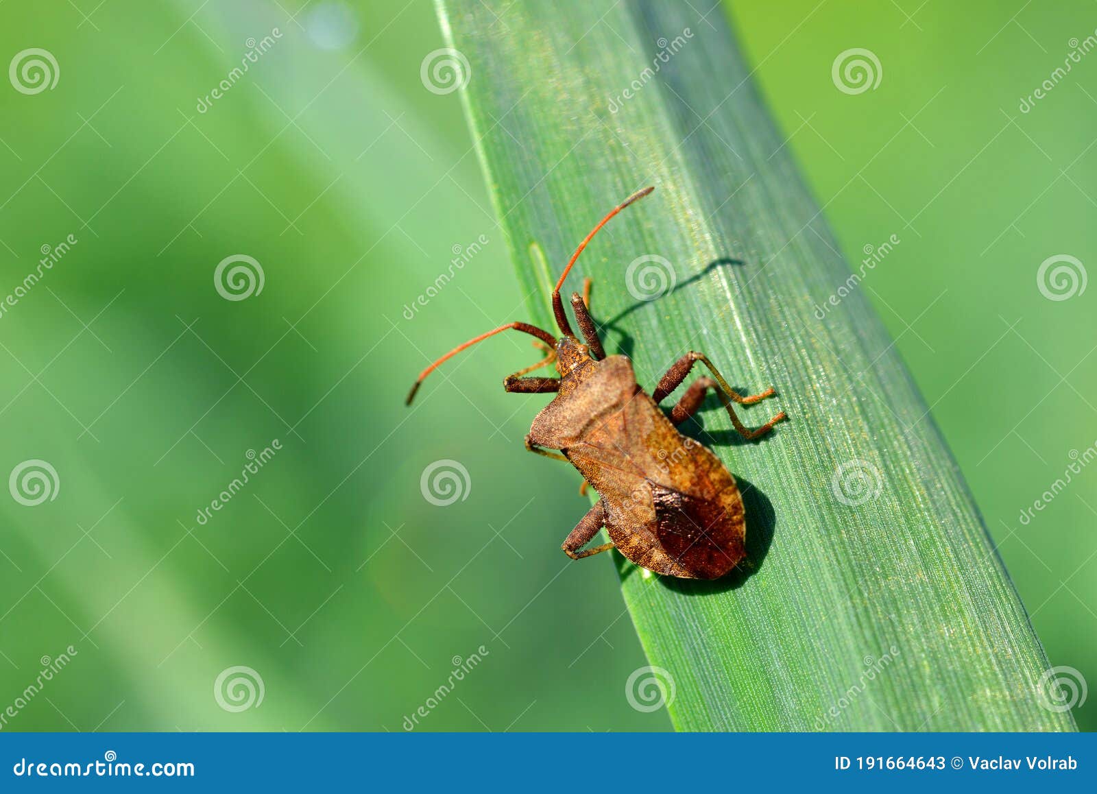 Dock bug Coreus marginatus stock image. Image of antennae - 191664643