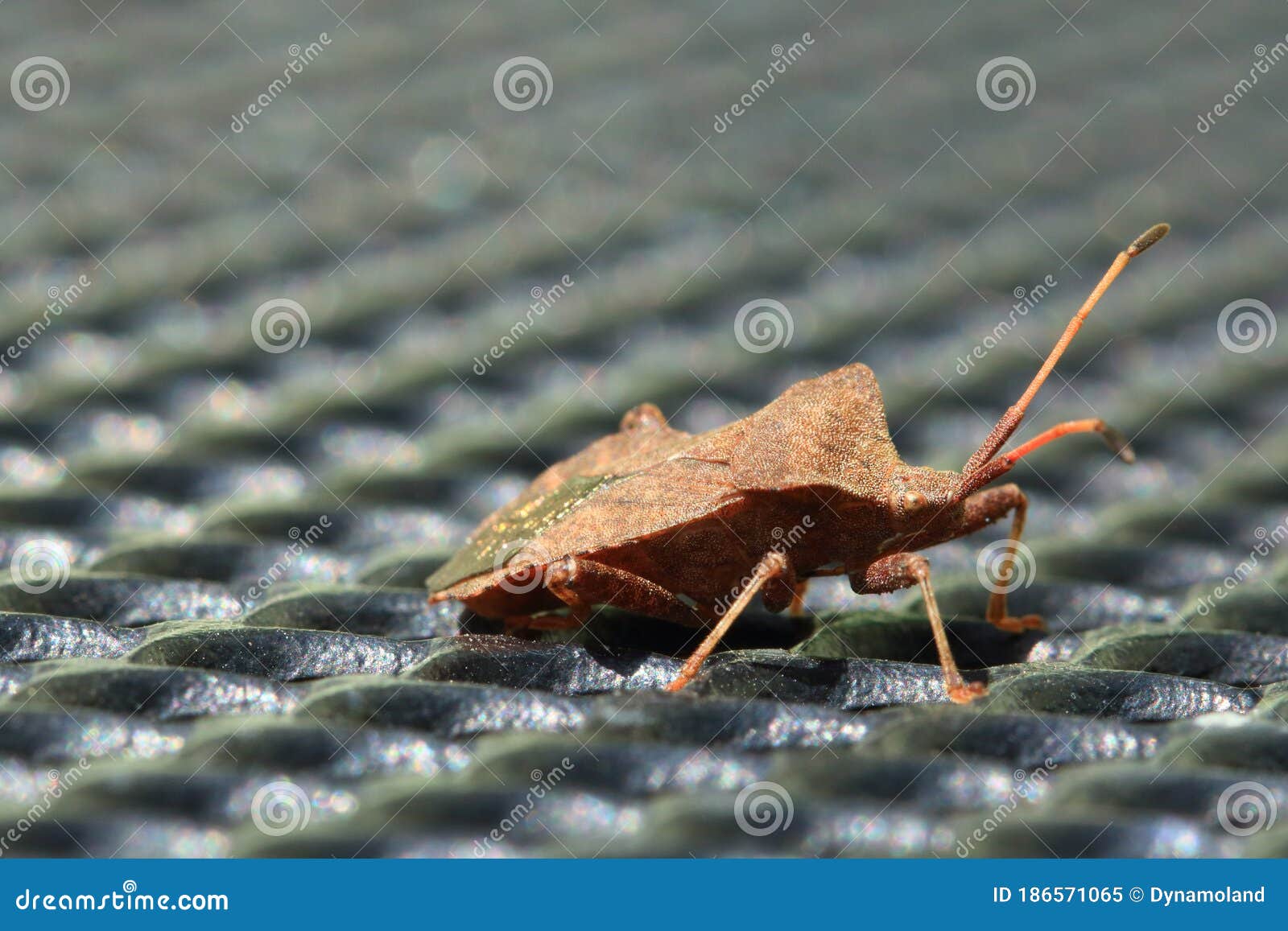 Dock Bug Coreus Marginatus on a Gray Metal Backround Stock Image ...