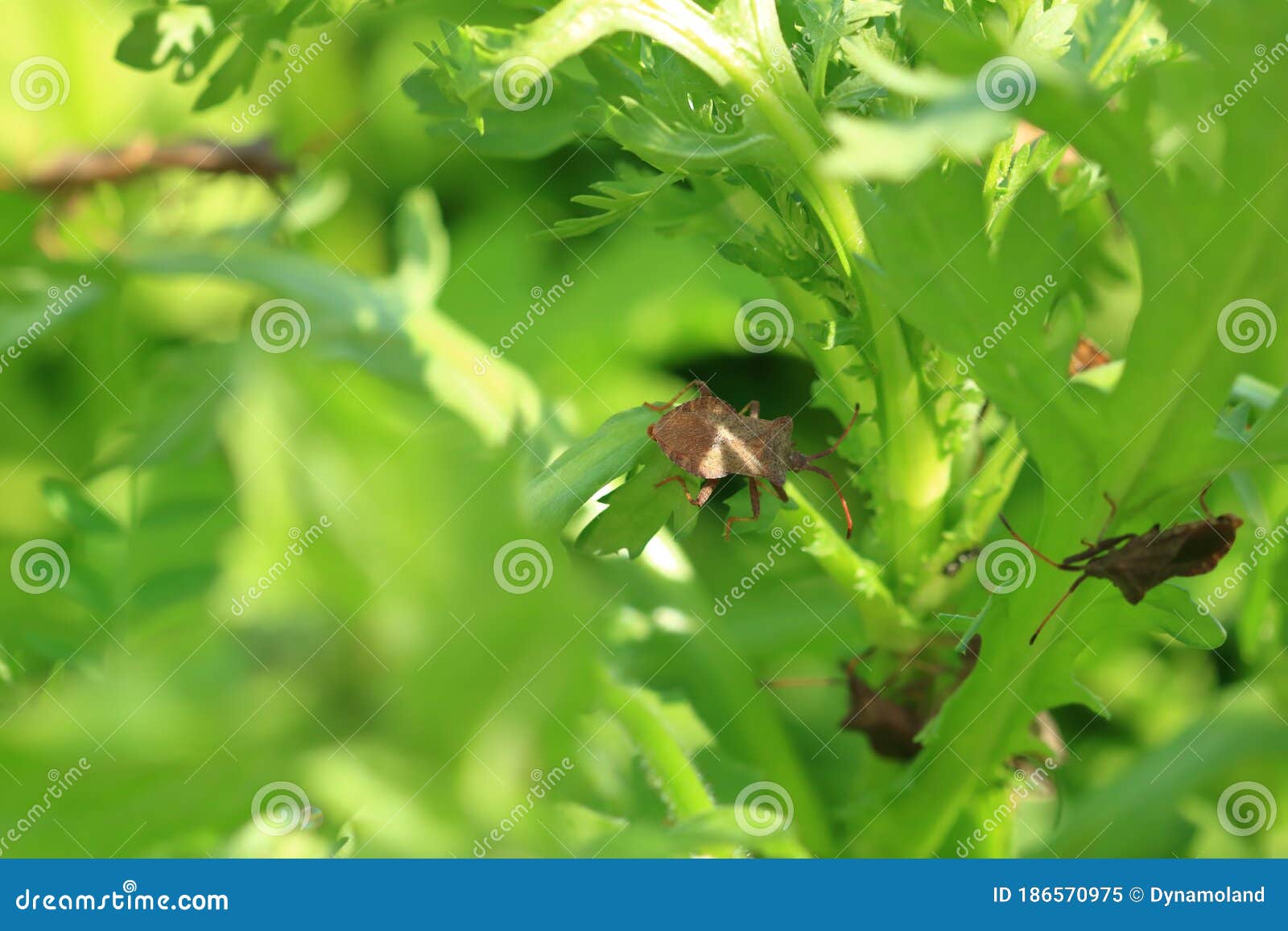 Dock Bug Coreus Marginatus on a Leaf Stock Image - Image of garden ...