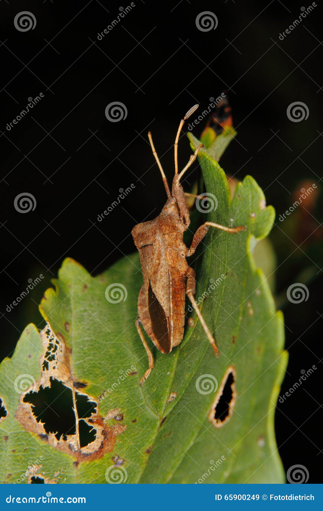 Dock Bug (Coreus Marginatus) Stock Image - Image of eyes, environment ...