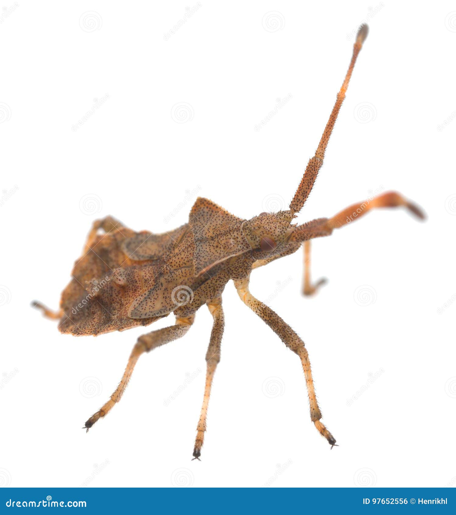 Dock Bug, Coreus Marginatus Nymph Isolated Stock Photo - Image of nymph ...