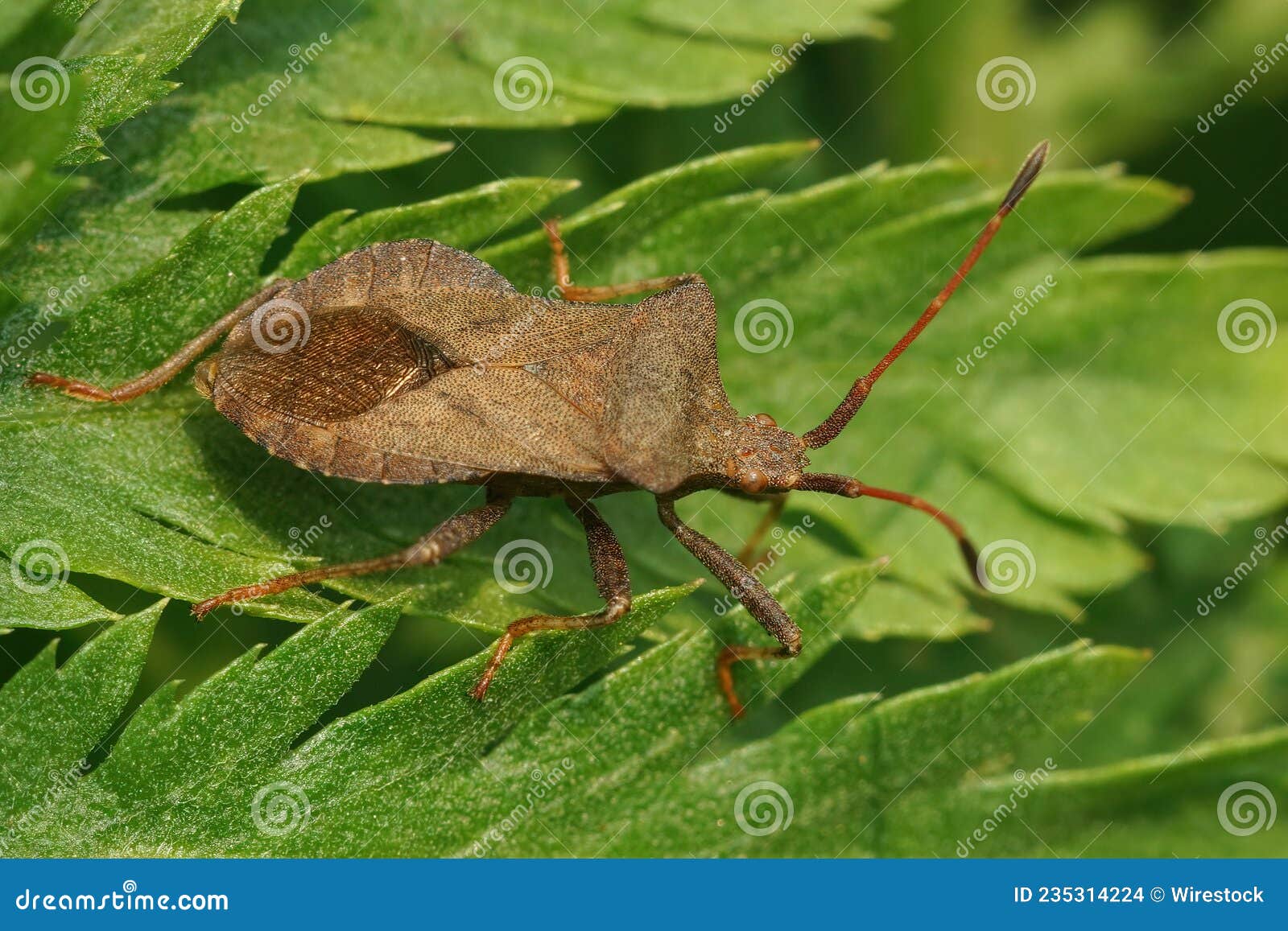 The Dock Bug, Coreus Marginatus, is One of the More Common Species of ...