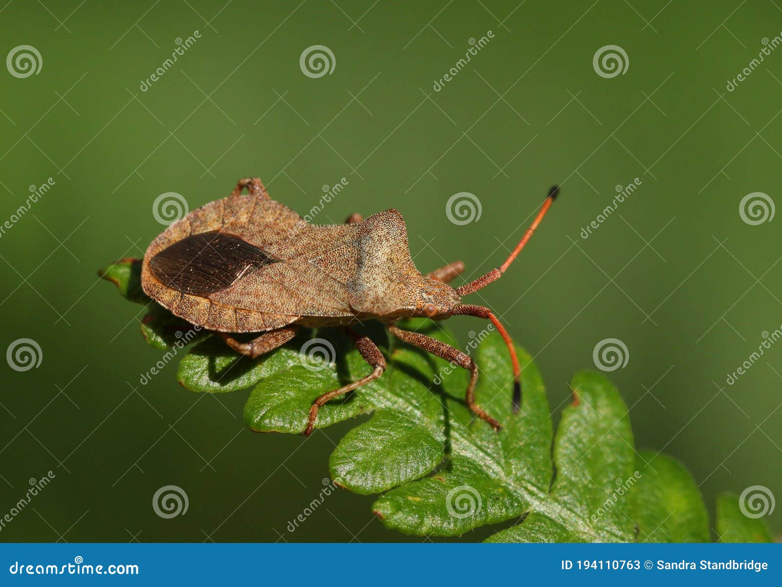 A Dock Bug, Coreus Marginatus, Perched on a Bracken Leaf at the Edge of ...