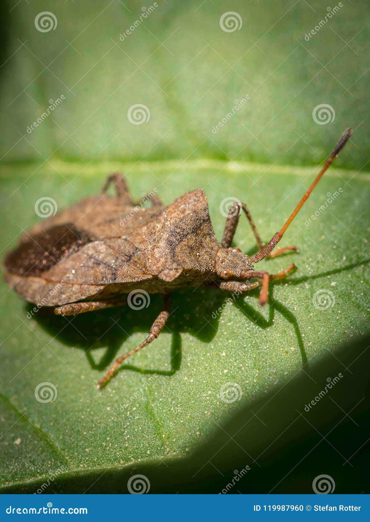 A Dock Bug Sitting on a Green Leaf Stock Photo - Image of invertebrate ...