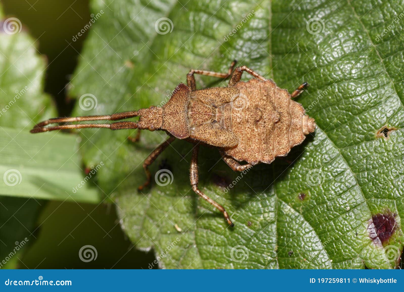 Dock Bug nymph stock image. Image of insect, coreus - 197259811