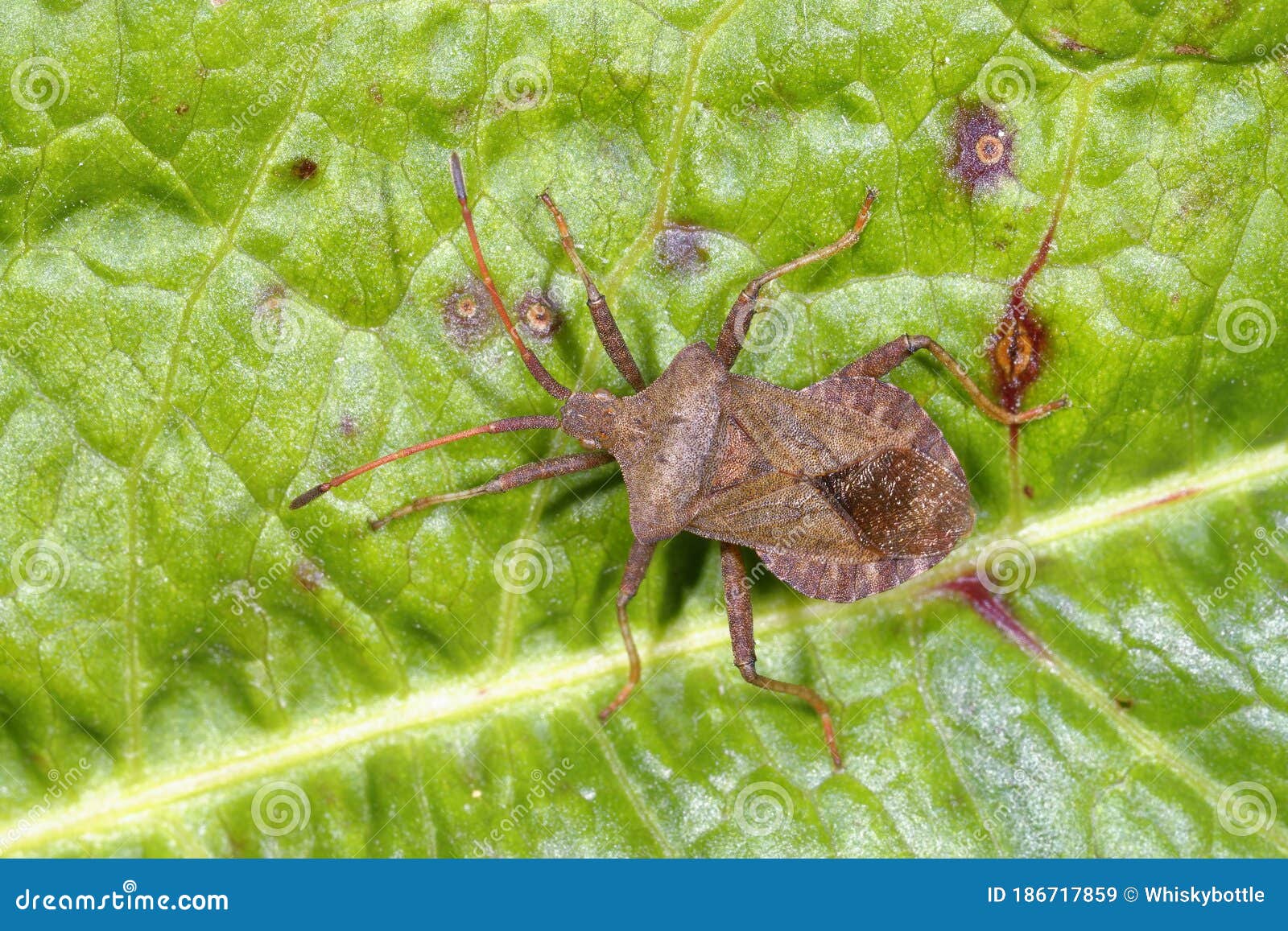 Dock Bug stock image. Image of dock, wildlife, gloucestershire - 186717859