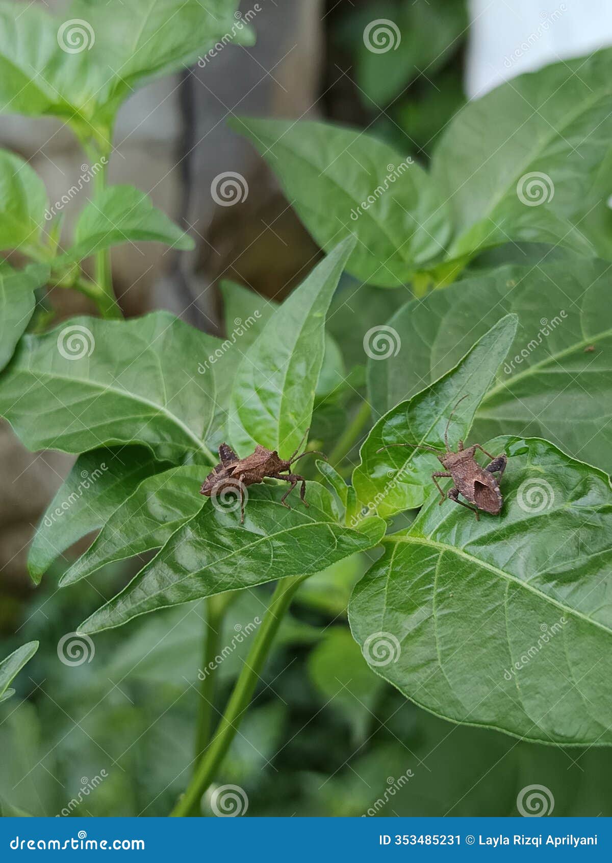 Dock Bugs on the Chili Leaves, Green, Insect, Brown Stock Image - Image ...
