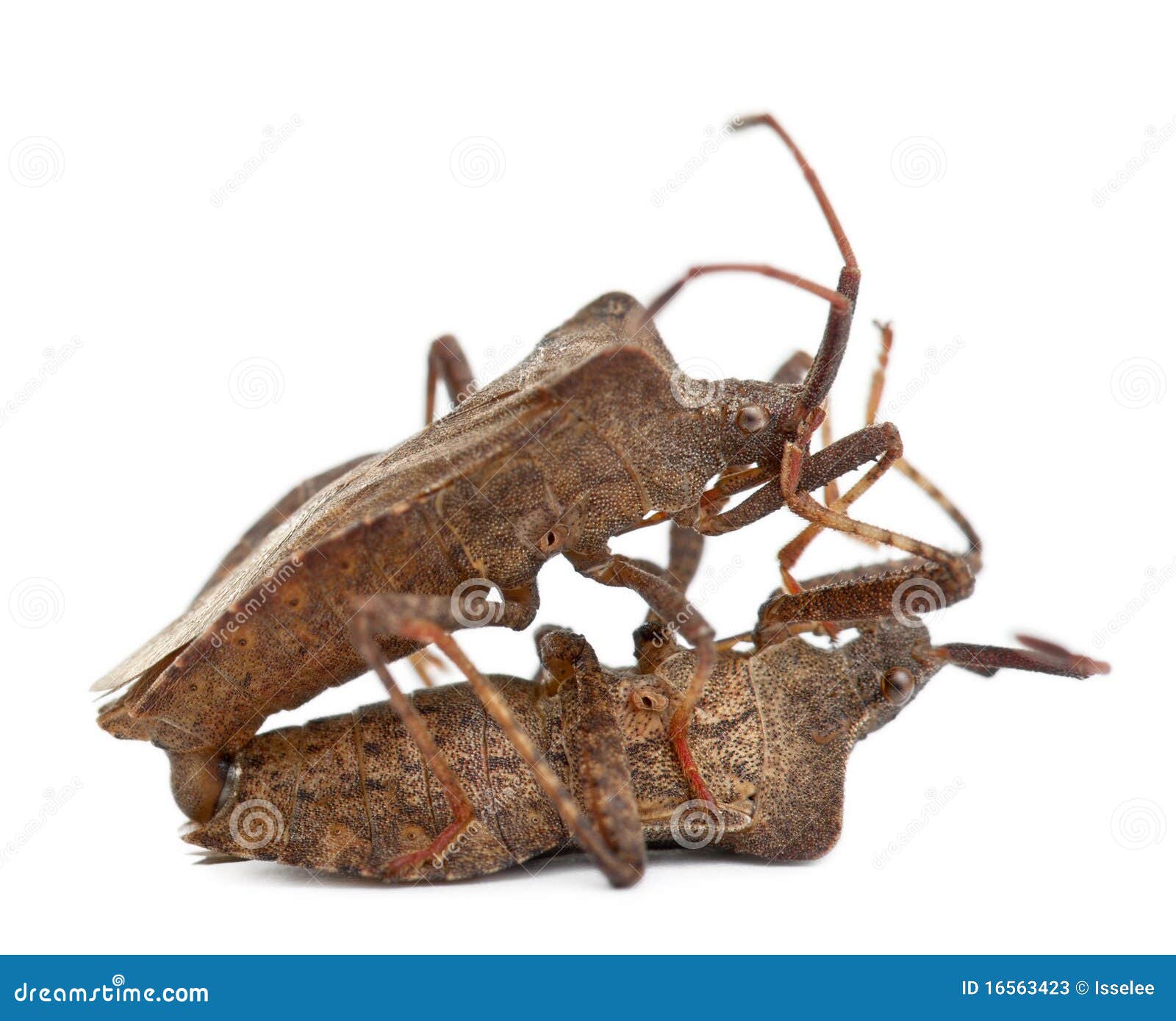 Bugs Mating On Leaf Royalty-Free Stock Photography | CartoonDealer.com ...