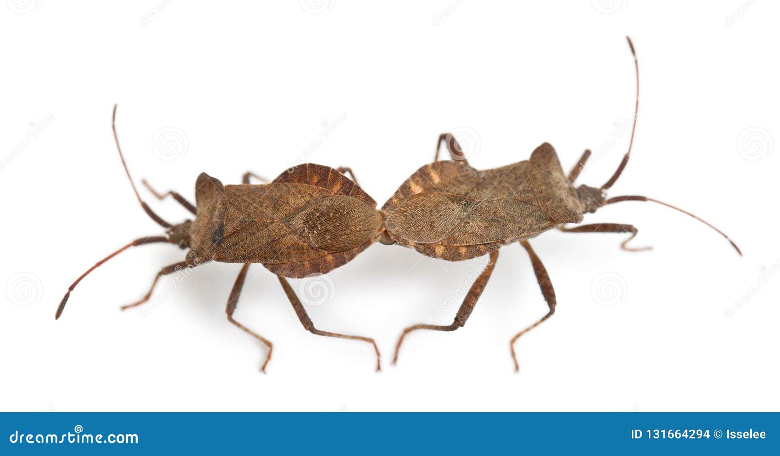 Dock Bugs Mating, Coreus Marginatus Royalty-Free Stock Image ...