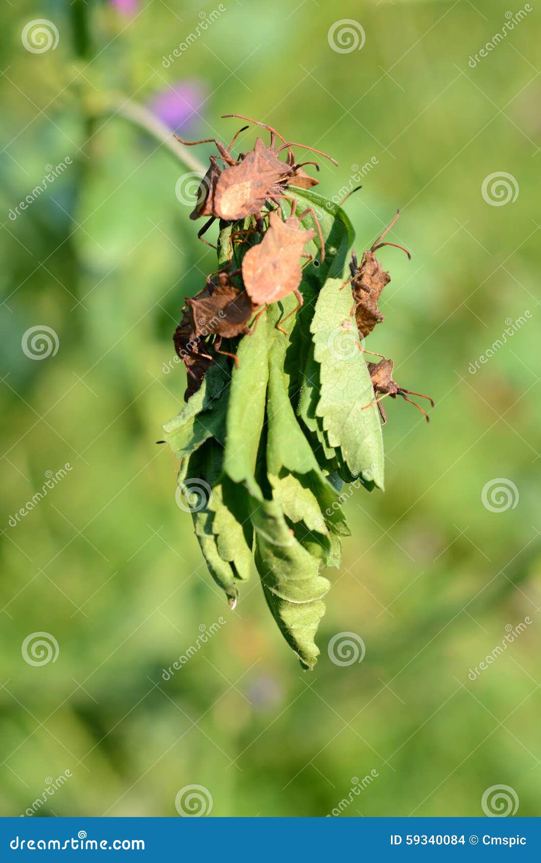 Dock Bugs Mating, Coreus Marginatus Royalty-Free Stock Image ...