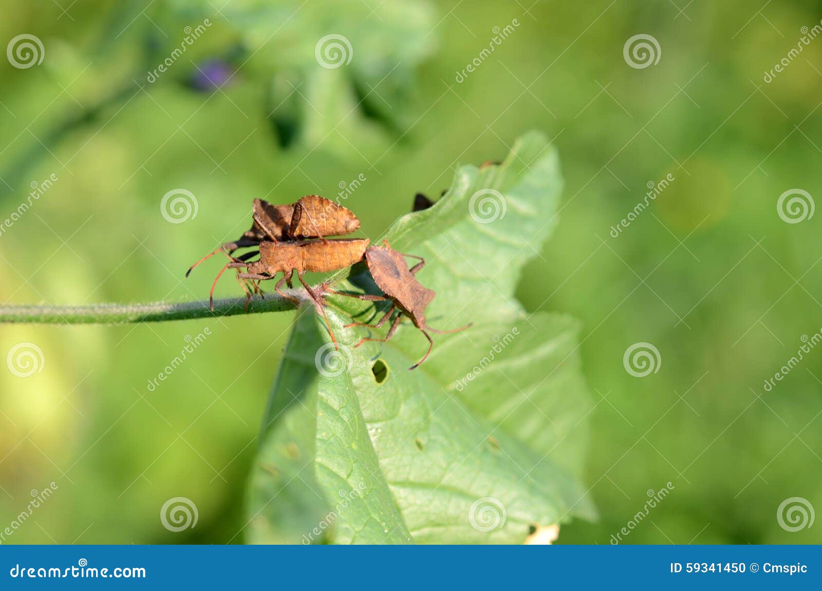 Dock Bugs Mating, Coreus Marginatus Royalty-Free Stock Image ...