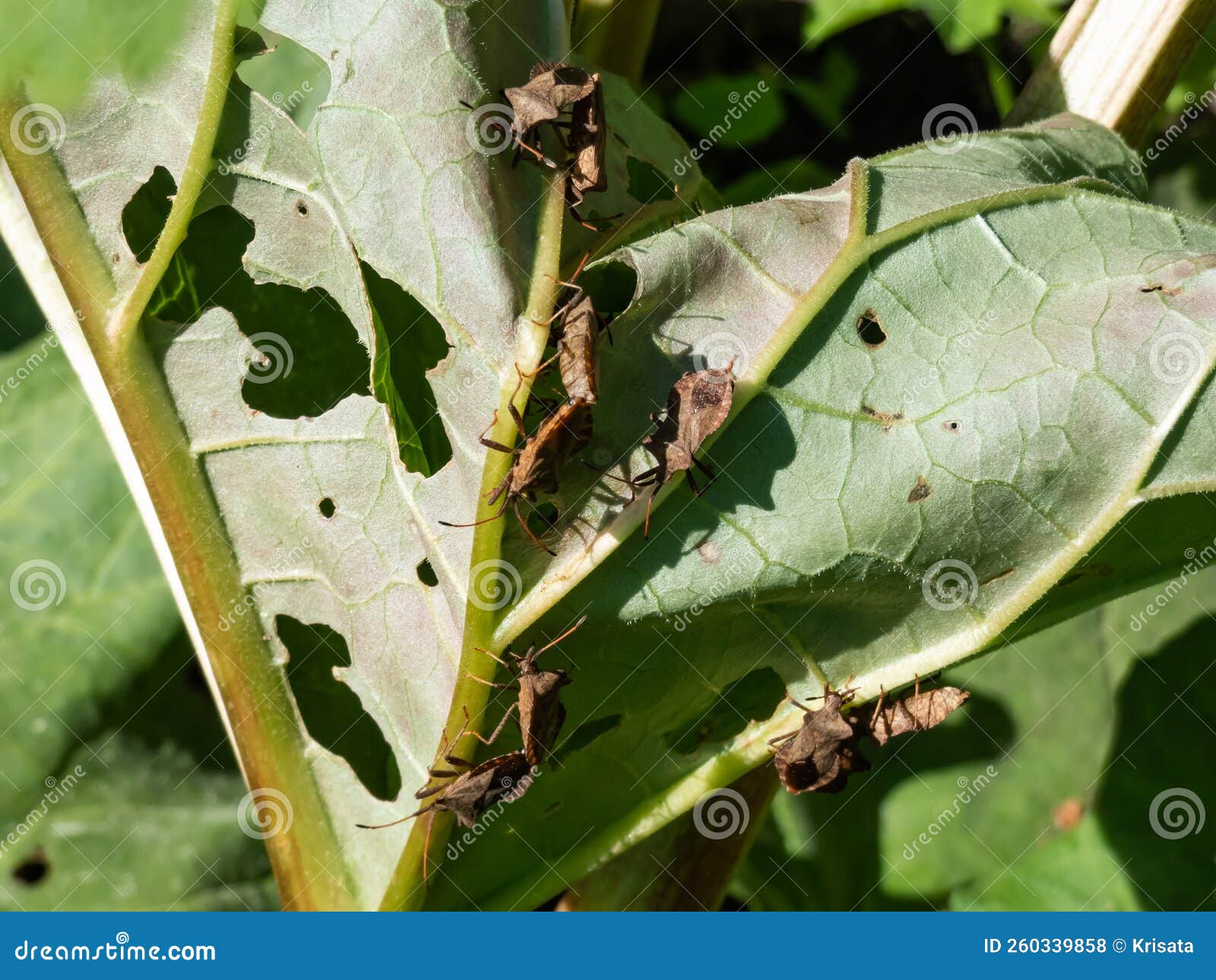 Dock Bugs (true Bug) (Coreus Marginatus) - Medium-sized Speckled Brown ...