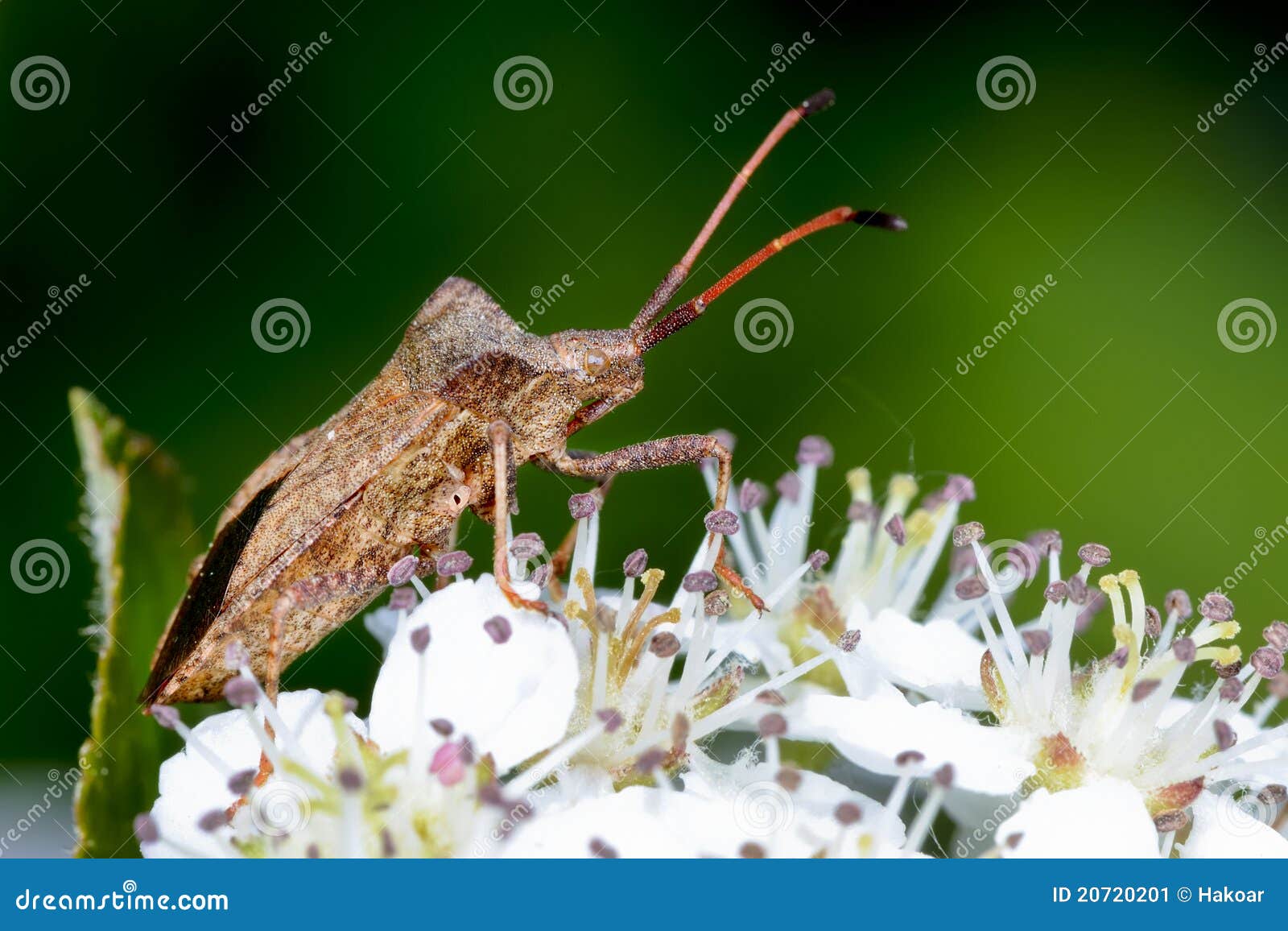 Dock leaf bug stock image. Image of pattern, nature, closeup - 20720201