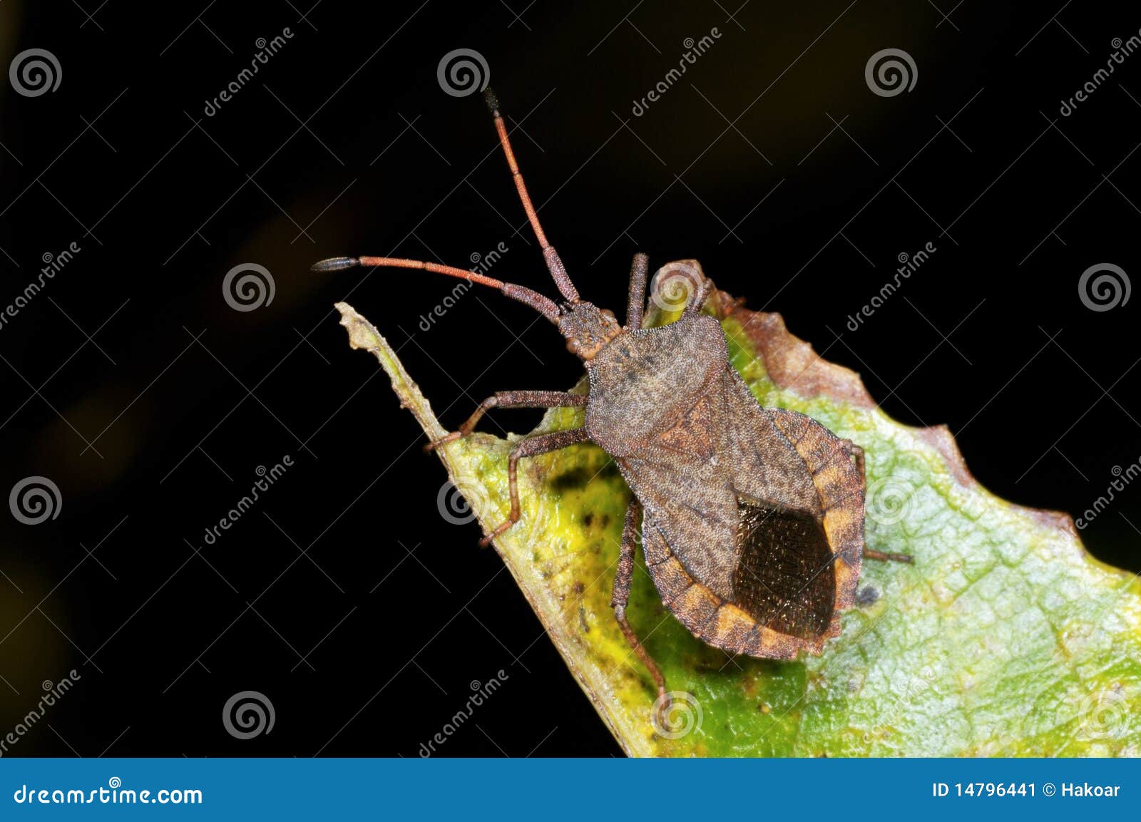 Dock Leaf Bug, Coreus Marginatus Stock Image - Image of macro, antennae ...