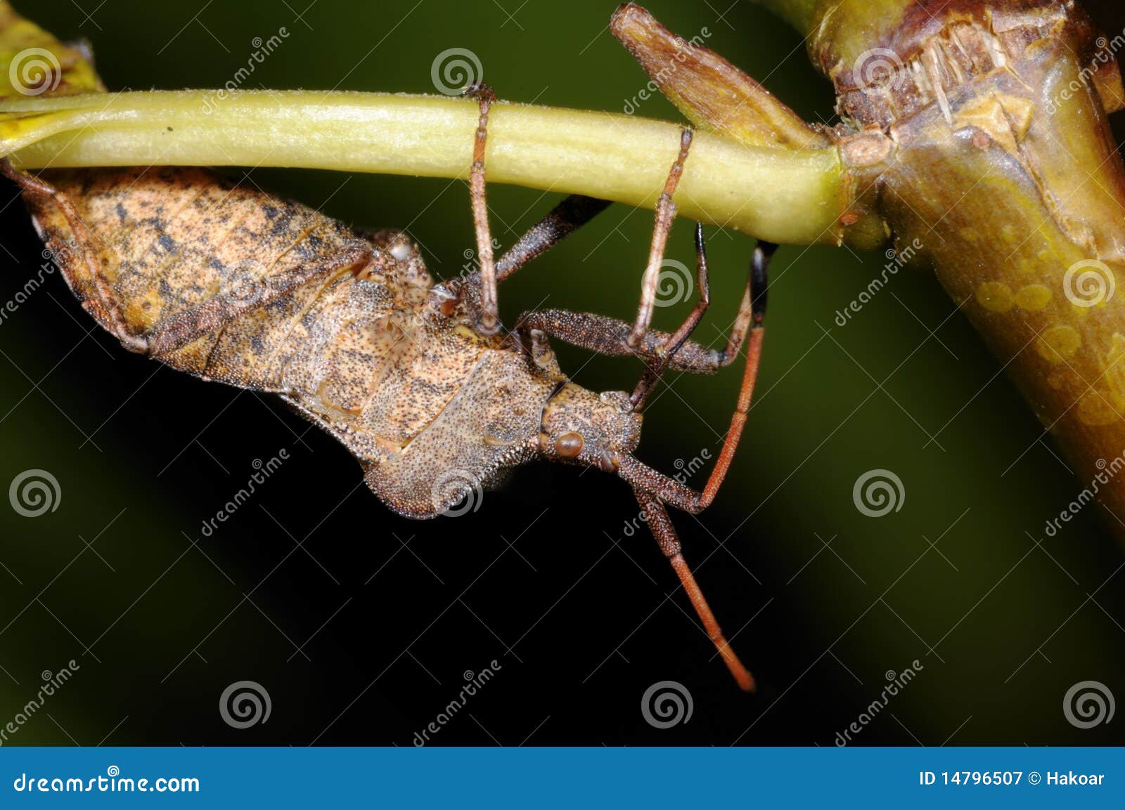 Dock Leaf Bug, Coreus Marginatus Stock Image - Image of macro, insect ...
