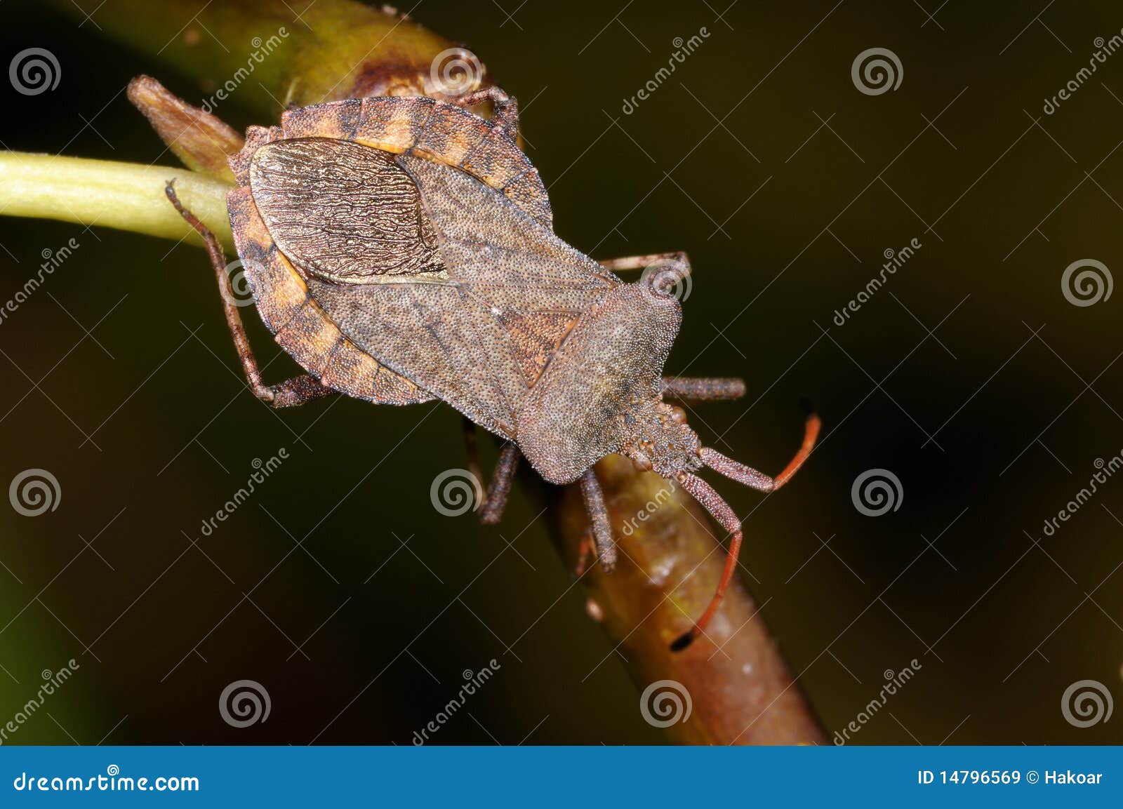 Dock Leaf Bug, Coreus Marginatus Stock Image - Image of marginatus ...