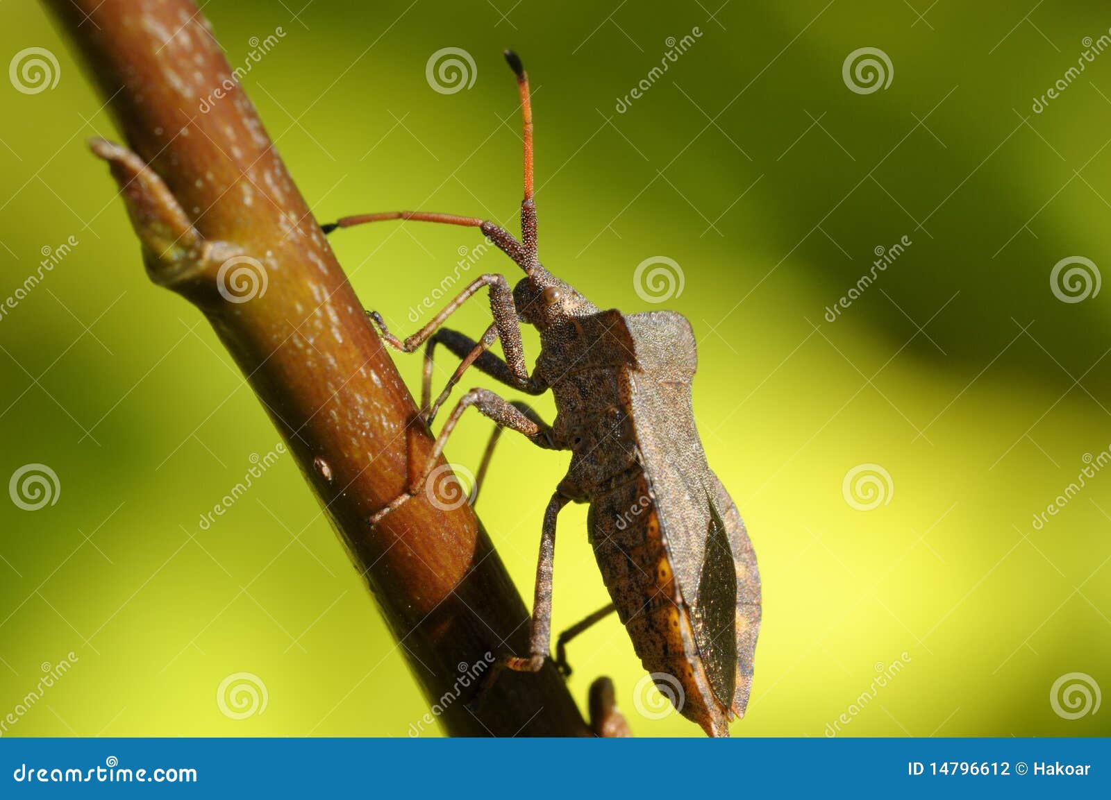 Dock Leaf Bug, Coreus Marginatus Stock Photo - Image of brown, macro ...
