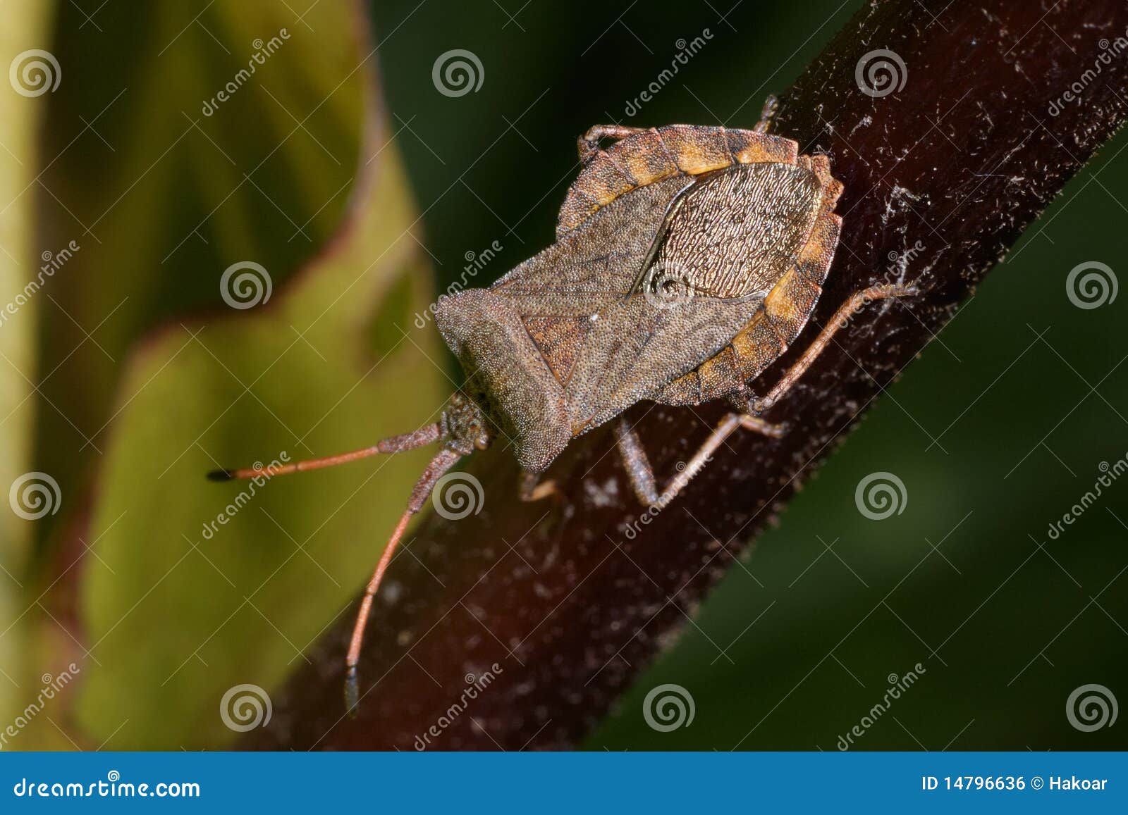 Dock Leaf Bug, Coreus Marginatus Stock Photo - Image of arthropoda ...