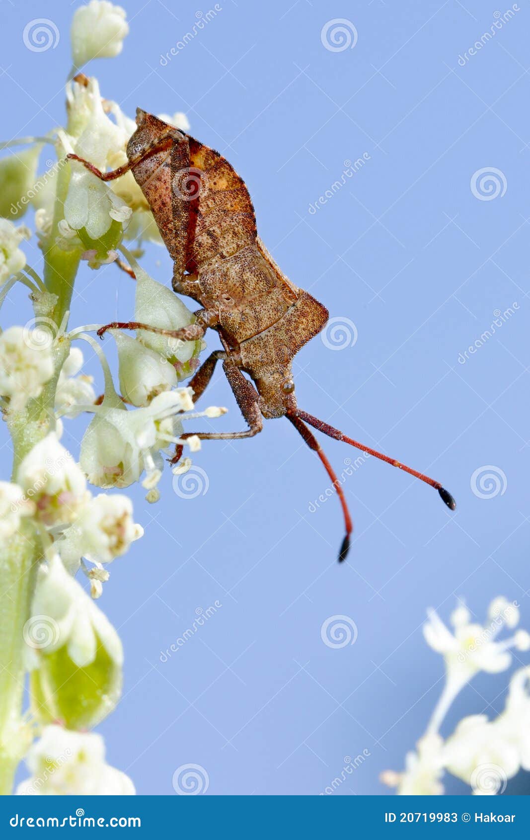 Dock Leaf Bug, Coreus Marginatus Stock Image - Image of brown, insect ...