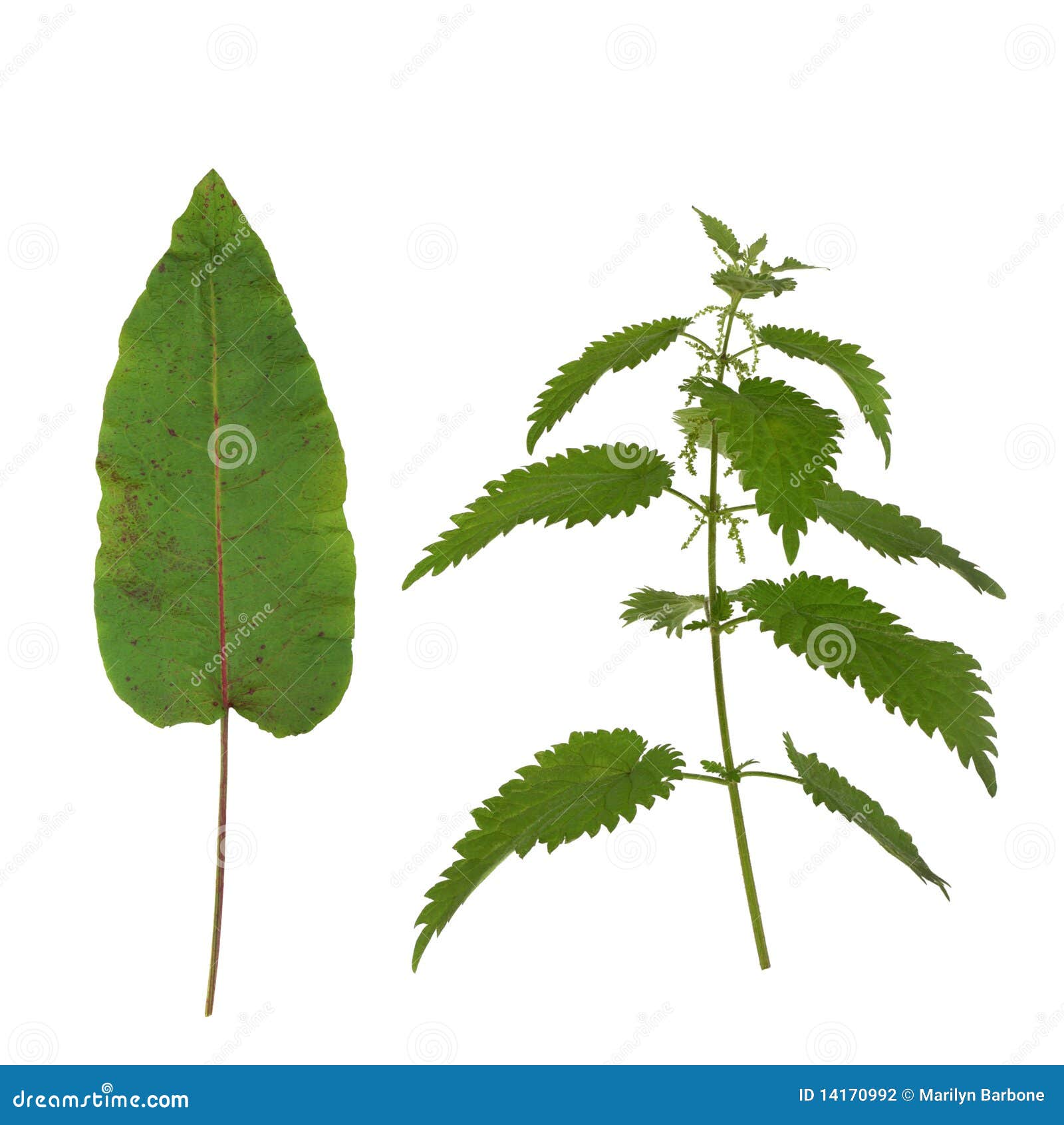 Dock Leaf And Stinging Nettle Stock Photography - Image: 14170992