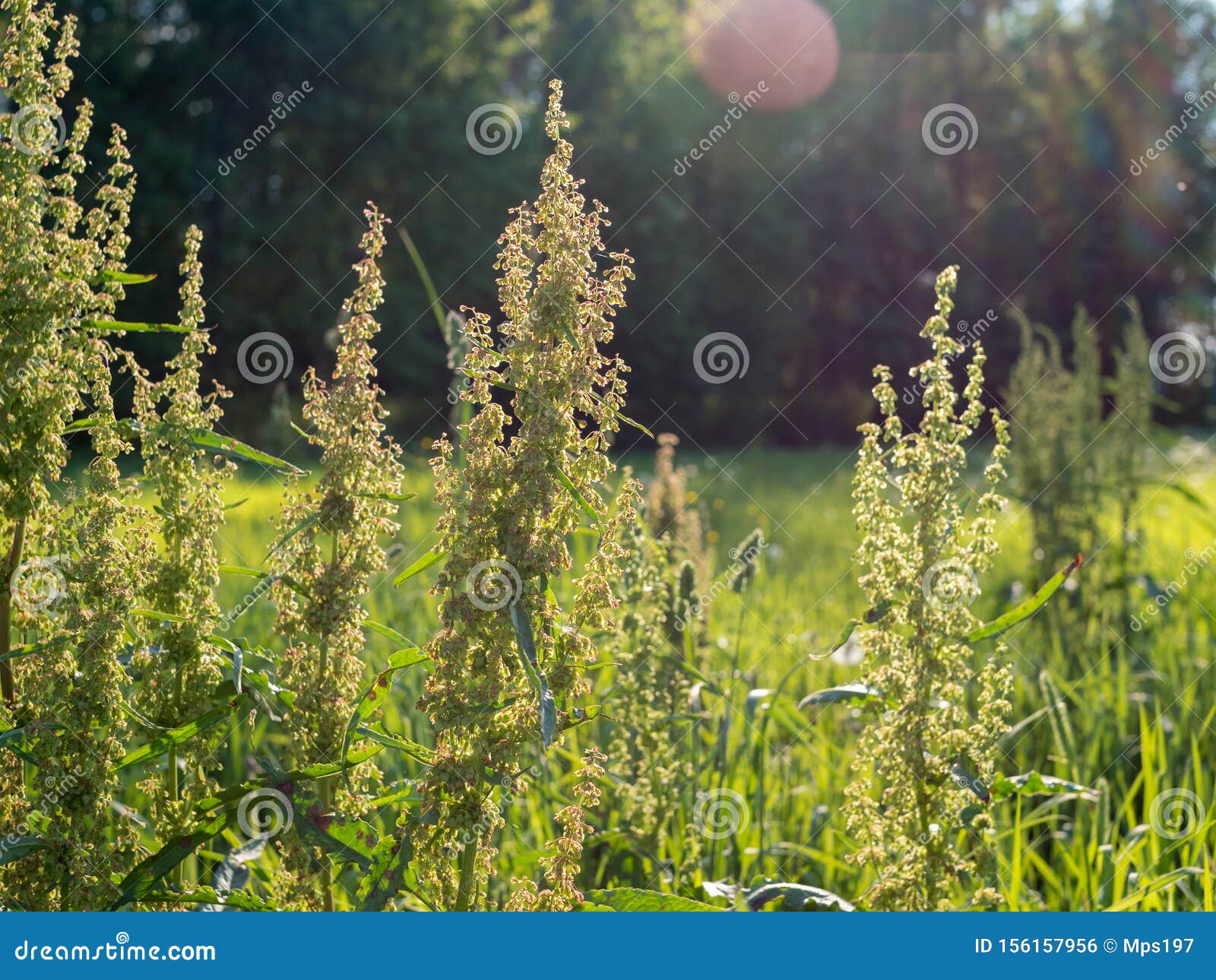 Dock Plants Growing on Hay Field Stock Photo - Image of growth, summer ...