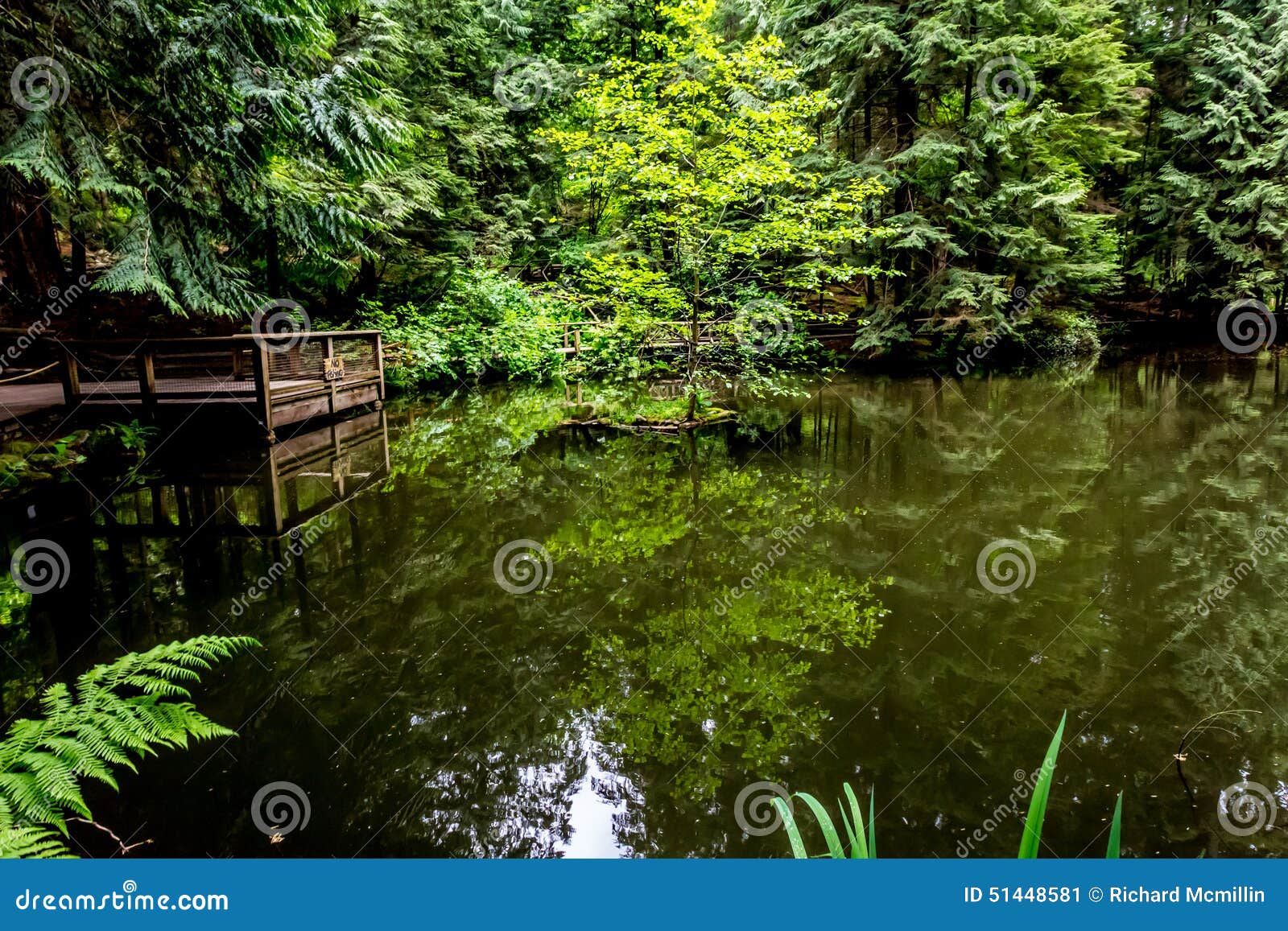 Dock on a Quiet Pond in the Woods. Stock Image - Image of middle ...