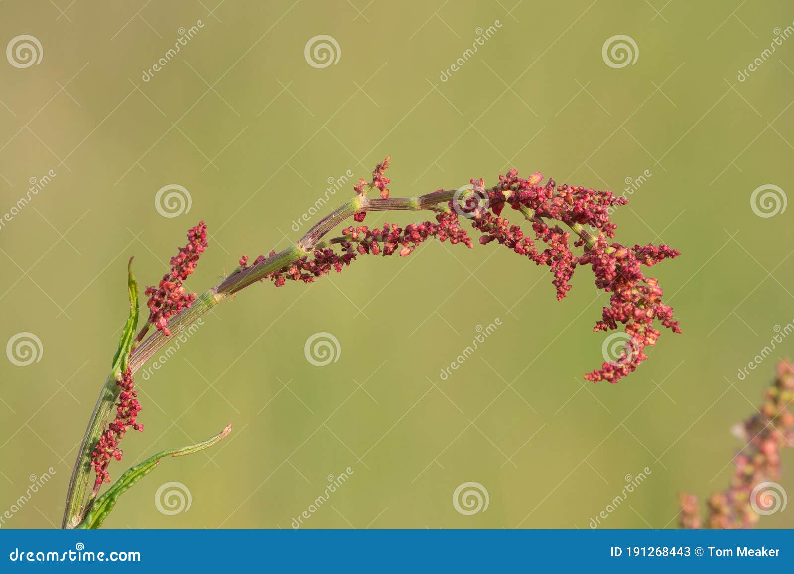 Dock rumex plant stock image. Image of dock, dockweed - 191268443